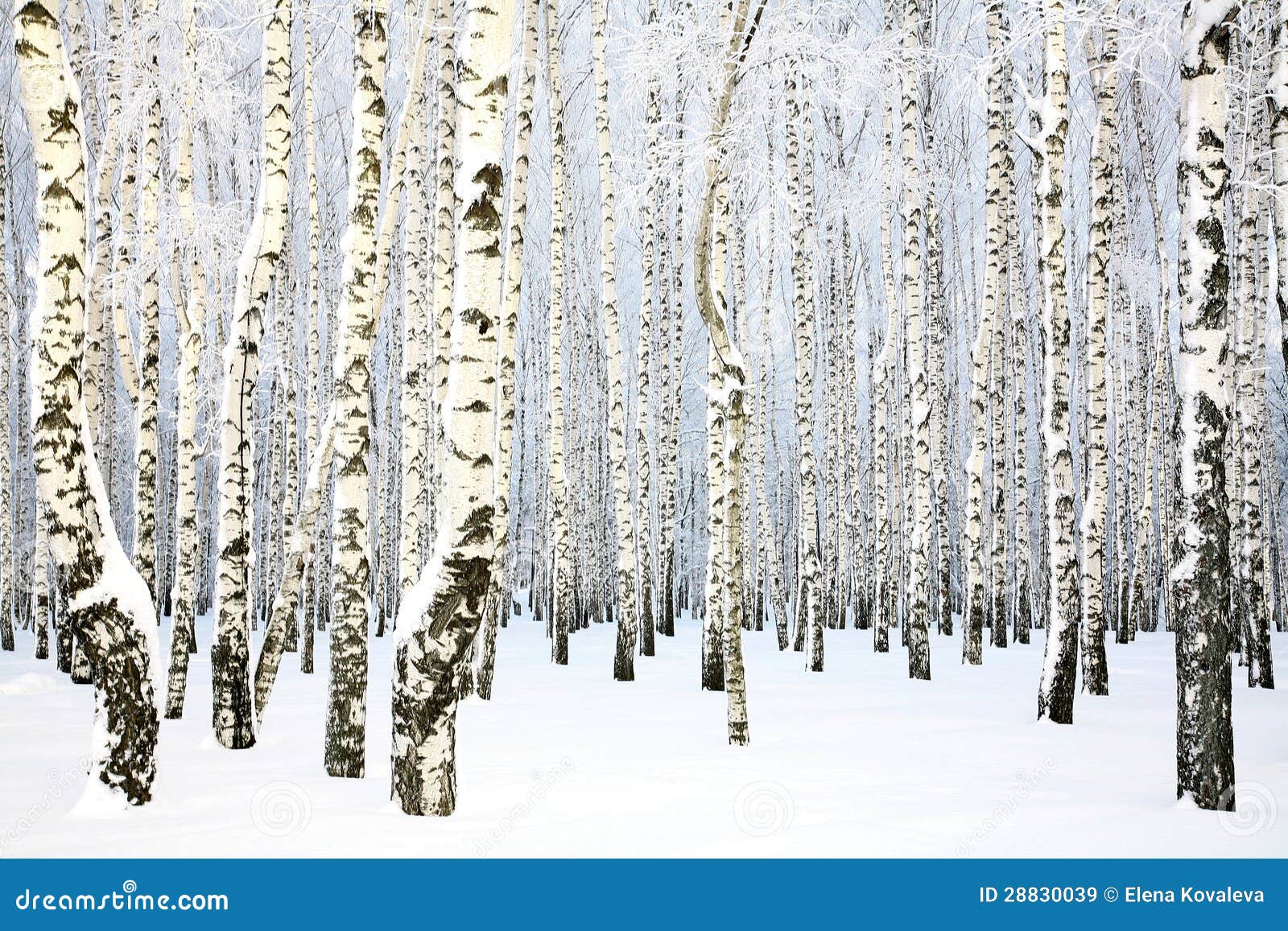 Russian Winter - Birch Grove Stock Image - Image of cold, environment ...