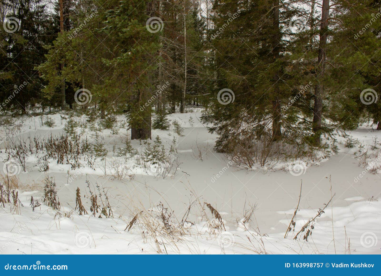 Russian Winter Forest in November Stock Image - Image of sand, river ...