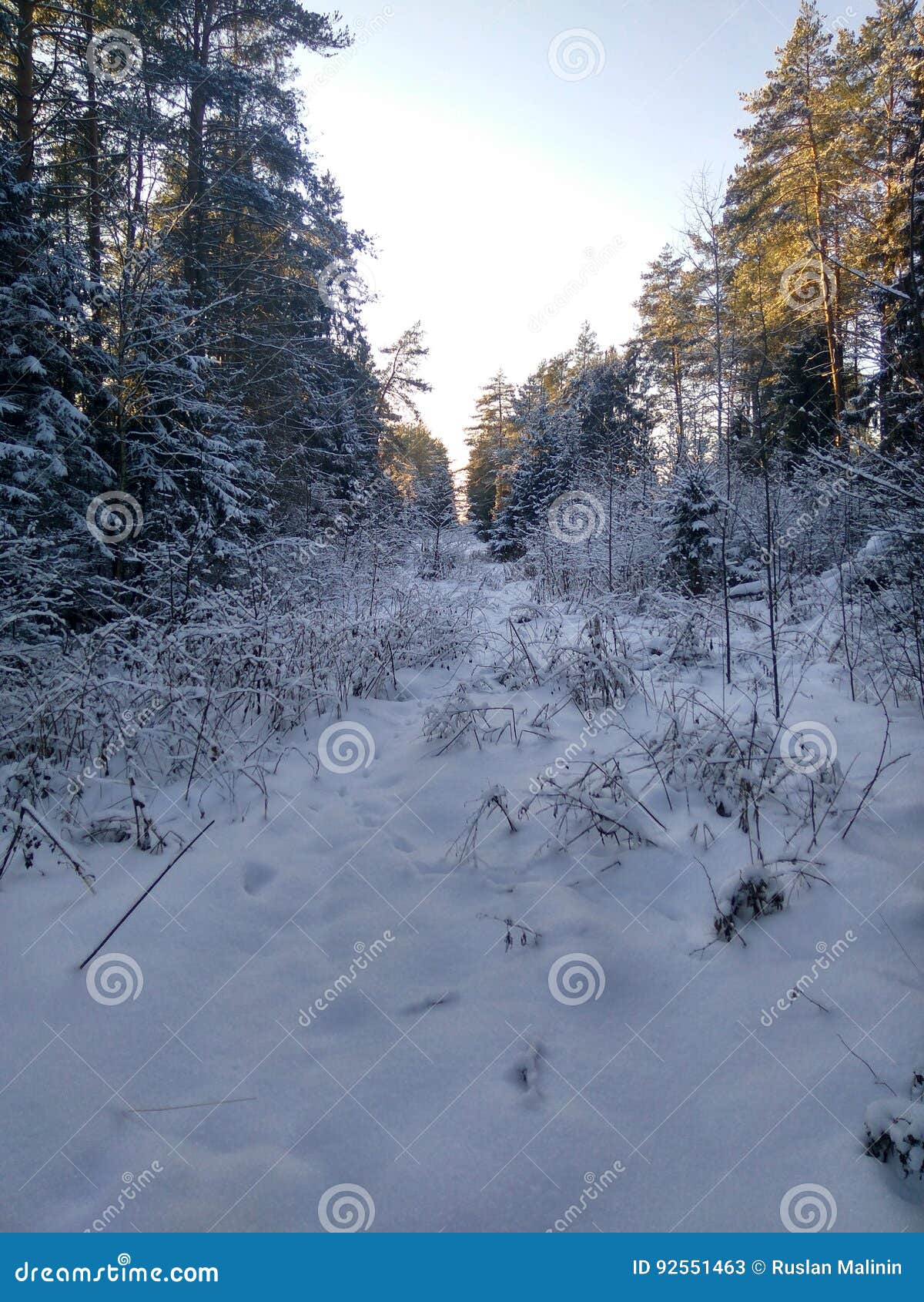 Russian Winter, Forest, Snow, Hunting, Cold, Landscape. Stock Image ...