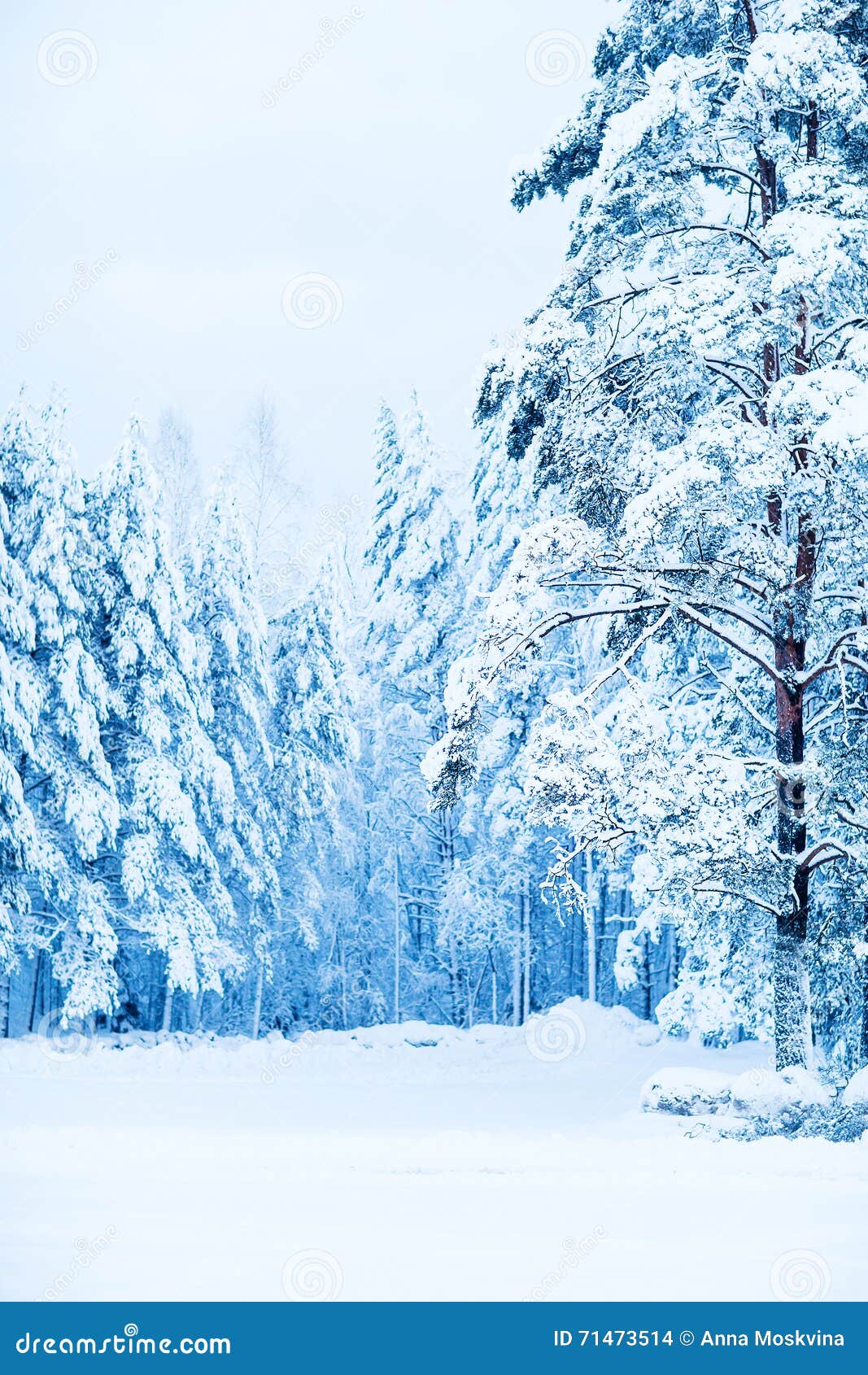 Russian Winter Forest in Snow Stock Photo - Image of road, snow: 71473514