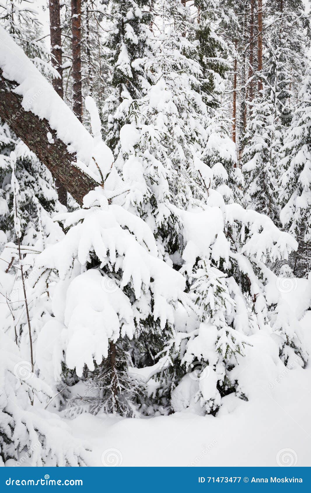 Russian Winter Forest Snow Road Stock Image - Image of spruce, remote ...
