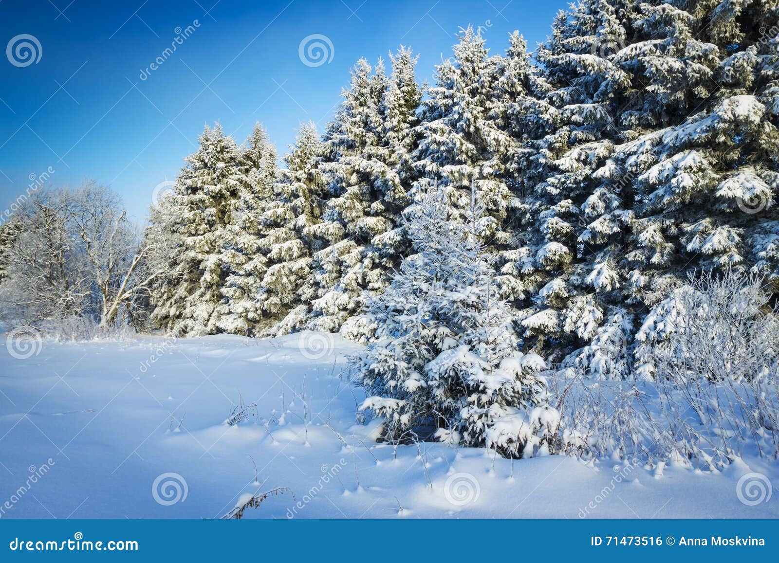Russian Winter Forest in Snow Stock Photo - Image of scene, february ...