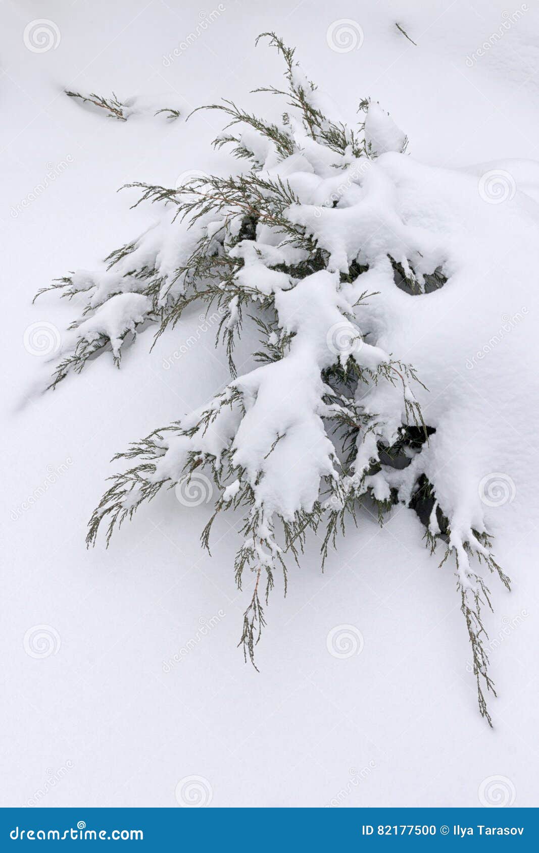 Russian Winter. Green Juniper Sprout Under Snow, White Background Stock ...