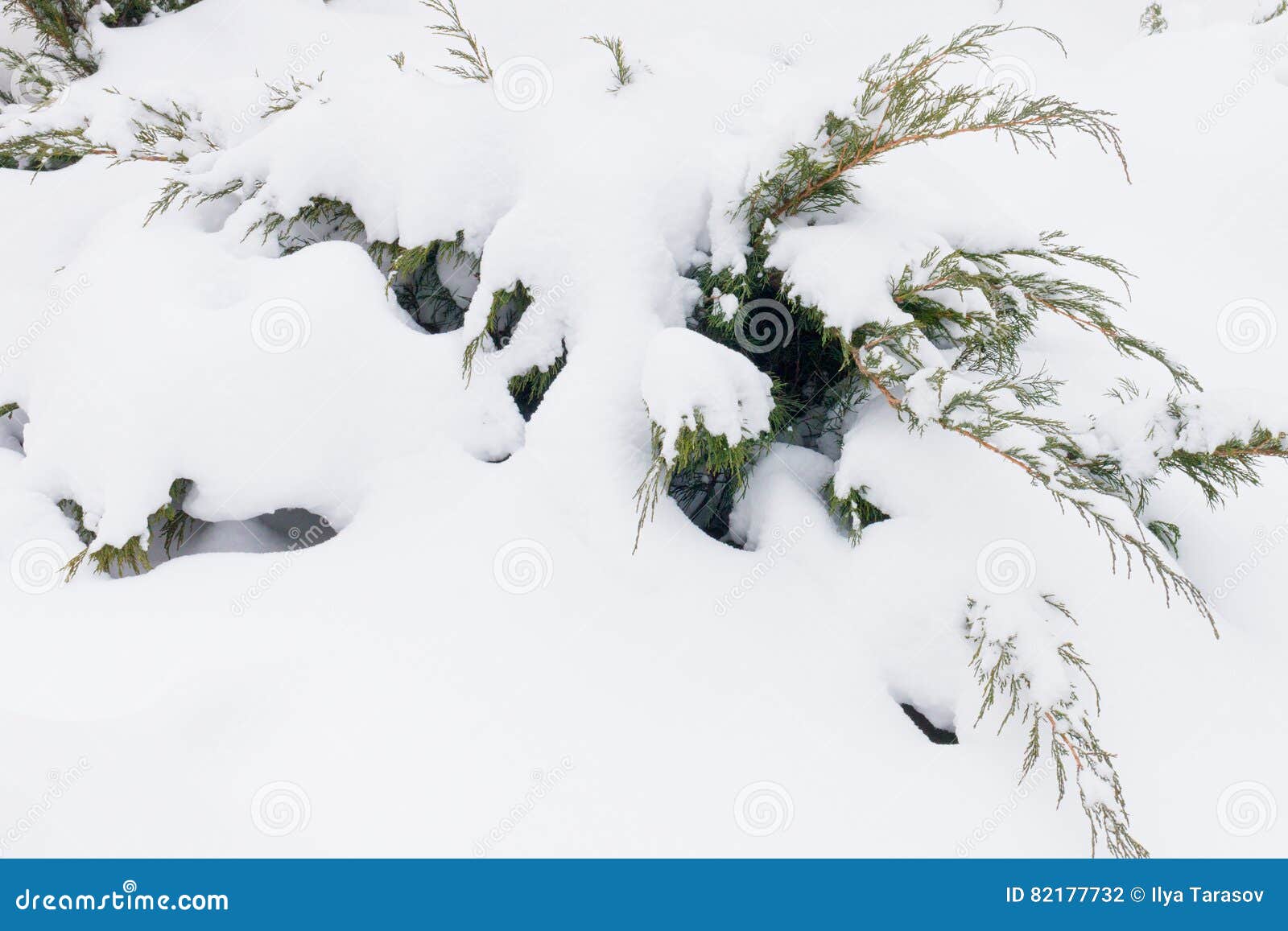 Russian Winter. Green Juniper Sprout Under Snow, White Background Stock ...