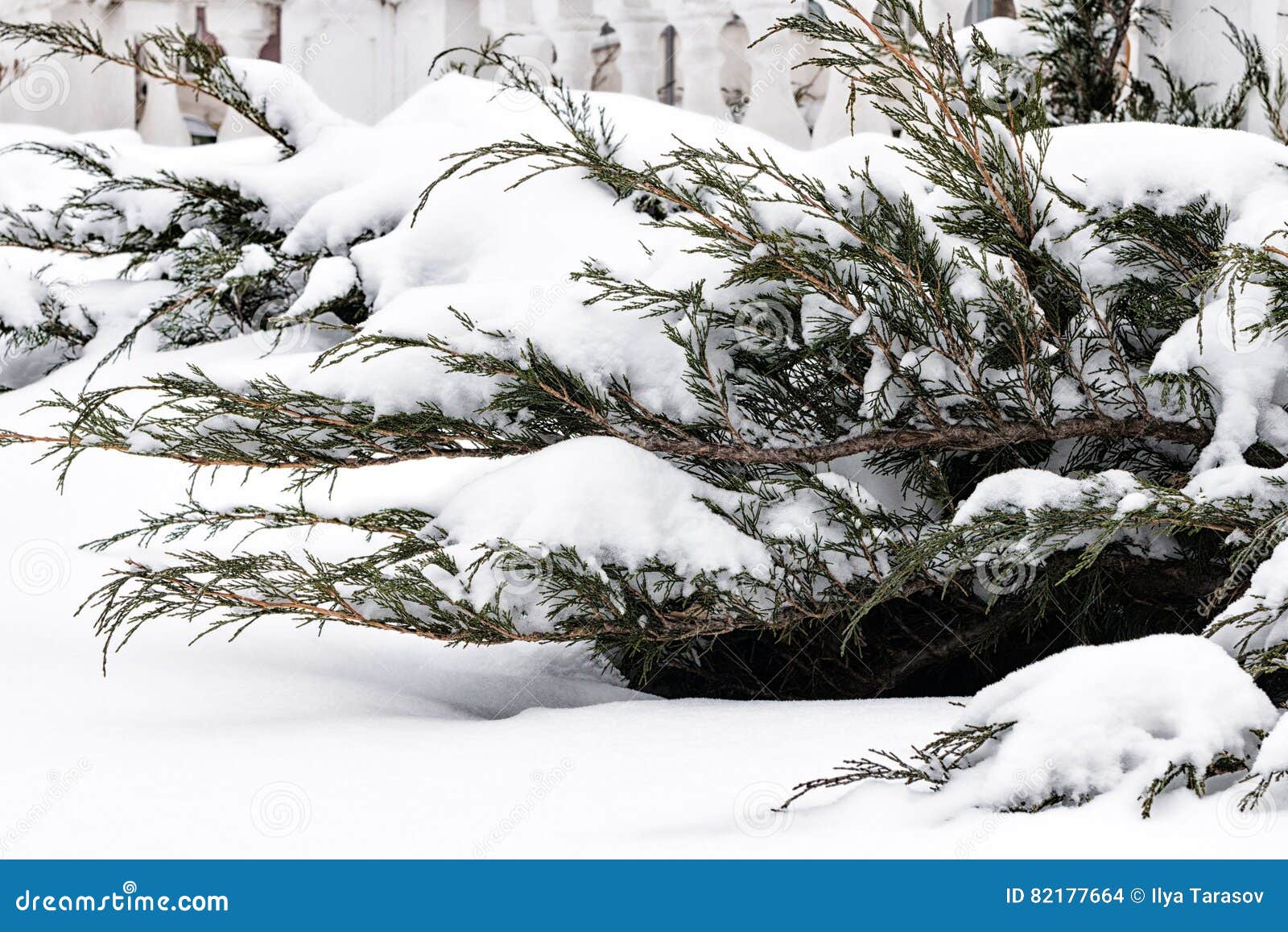 Russian Winter. Green Juniper Sprout Under Snow, White Background Stock ...
