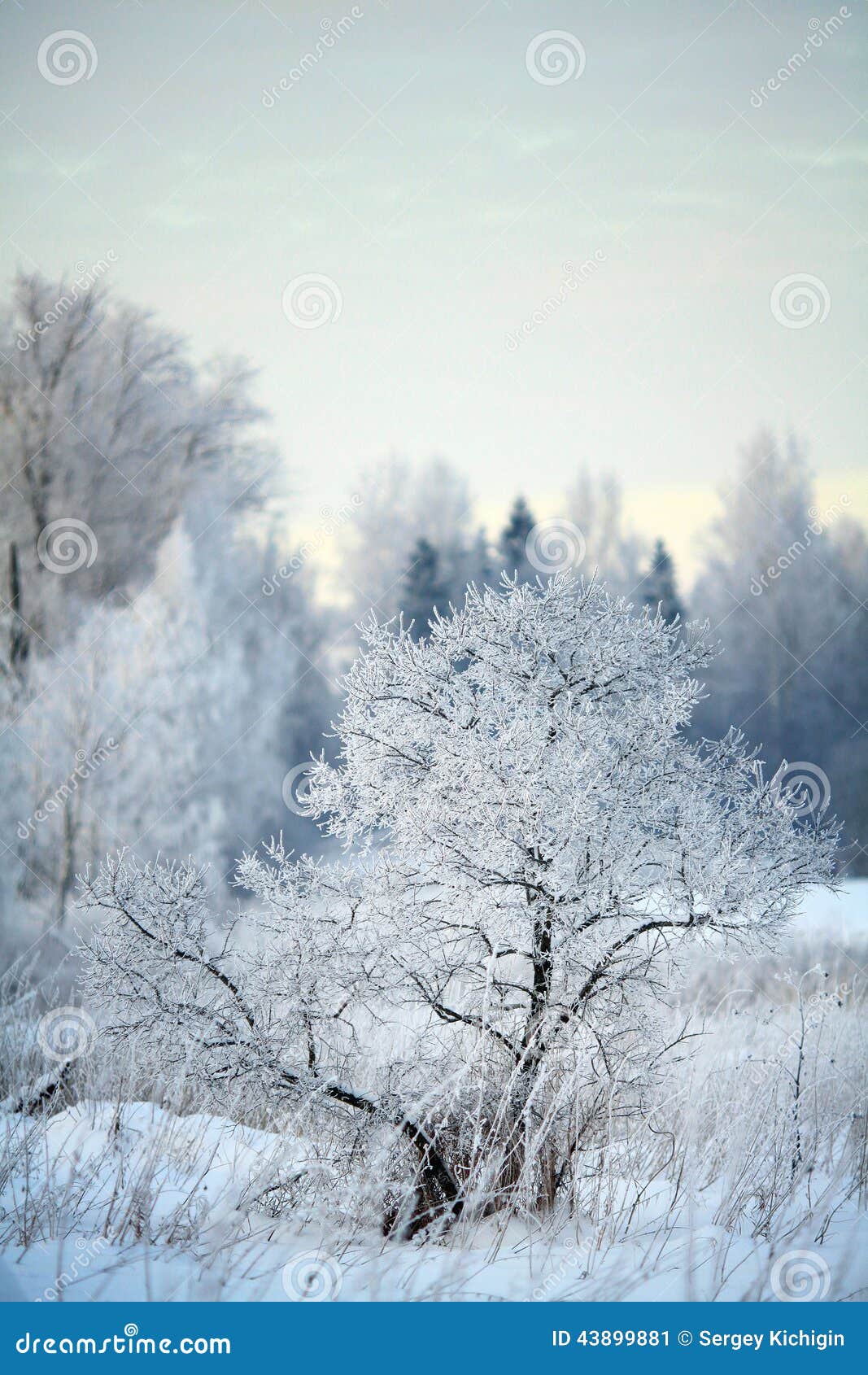 Russian Winter Landscape Trees in Forest Stock Image - Image of city ...