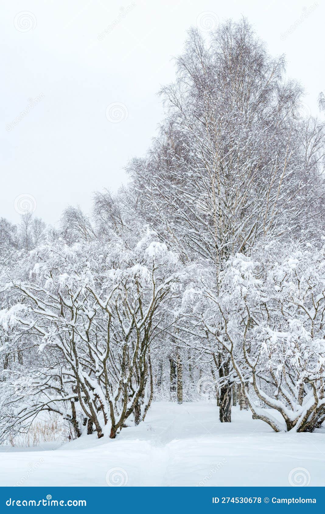 Russian Winter Trees and Bushes Stock Photo - Image of wood, landscape ...