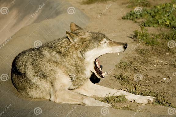 Russian wolf stock image. Image of isolated, wild, outdoors - 1277239