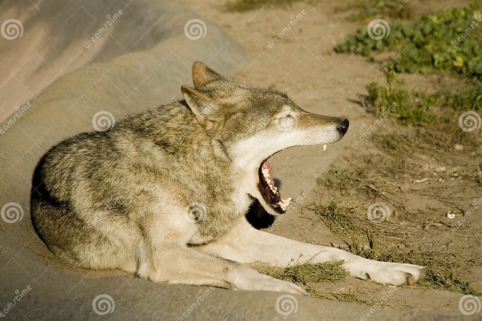 Russian wolf stock image. Image of isolated, wild, outdoors - 1277239