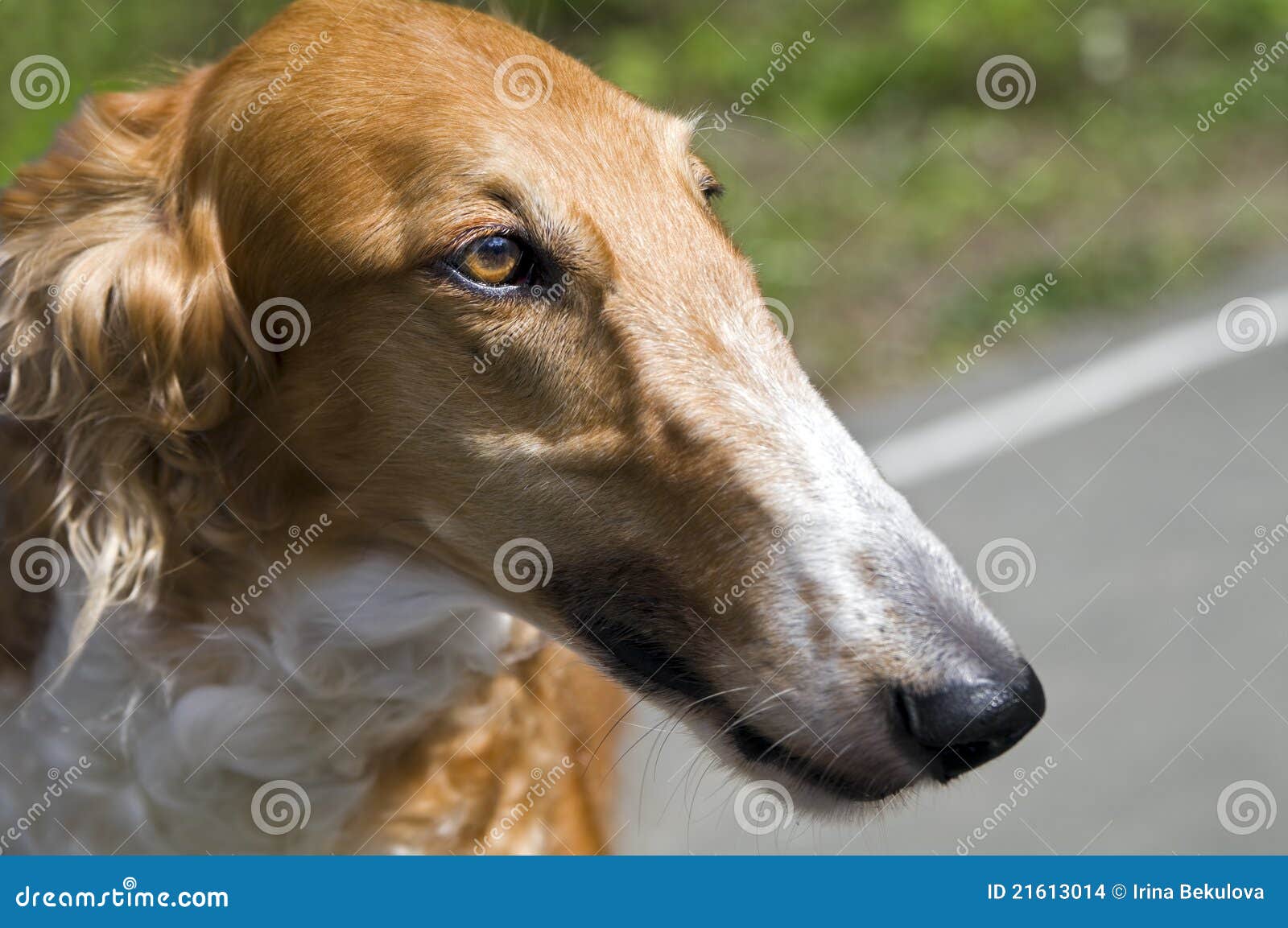 Russian wolfhound stock photo. Image of cynology, pets - 21613014