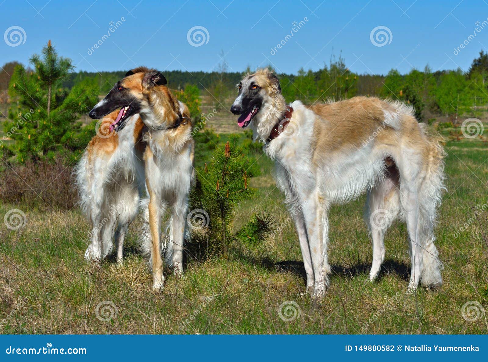 Russian Wolfhounds Stock Image | CartoonDealer.com #34407313