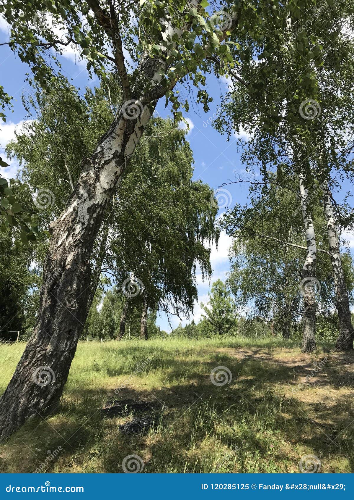 Russische berken stock afbeelding. Image of russisch - 120285125