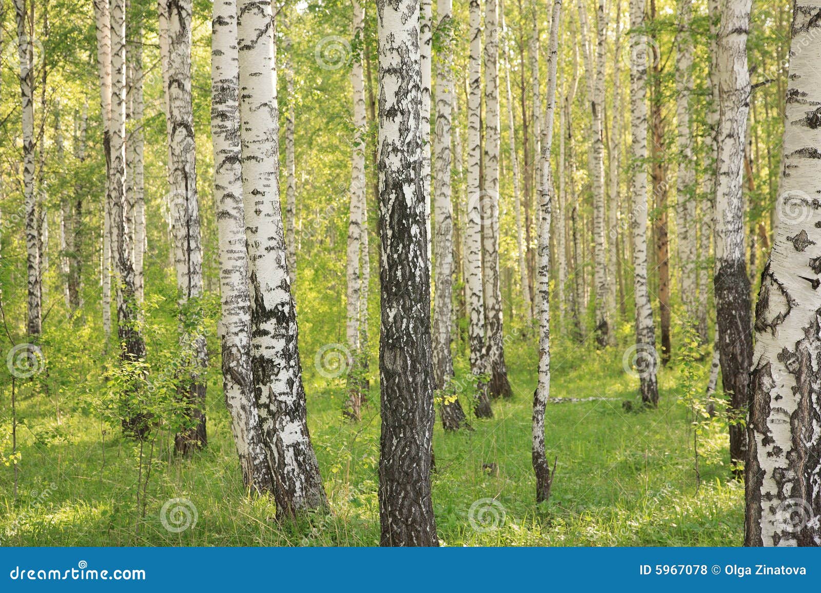 Russische berken stock foto. Image of licht, achtergronden - 5967078