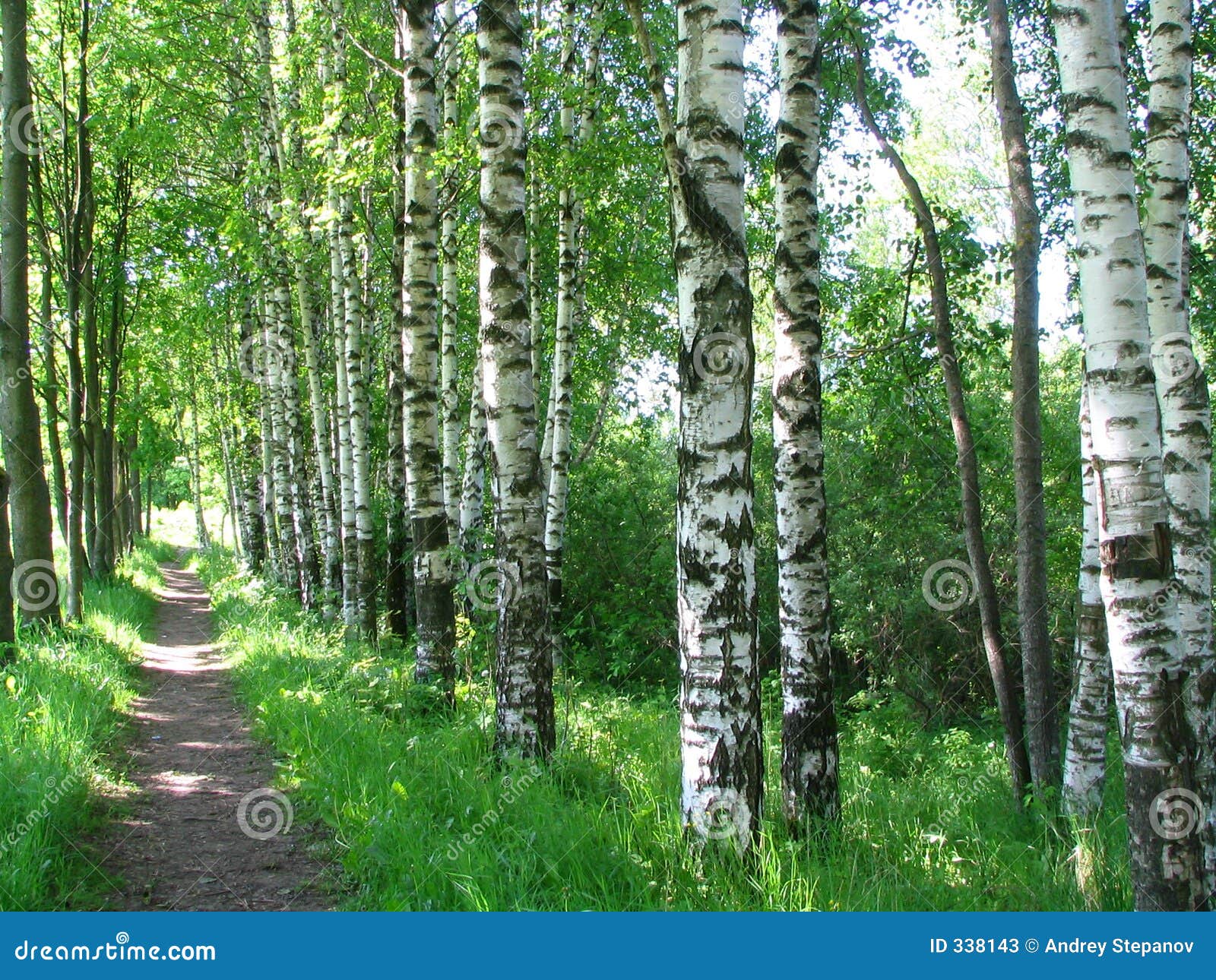 Russische Birken stockbild. Bild von frühling, traditionell - 338143