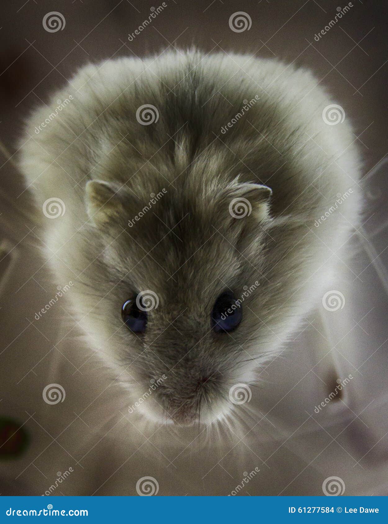 Russische DwergHamster stock foto. Image of hamster, huisdier - 61277584