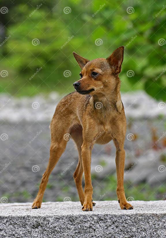 The Russkiy Toy stock image. Image of puppy, food, light - 11900431