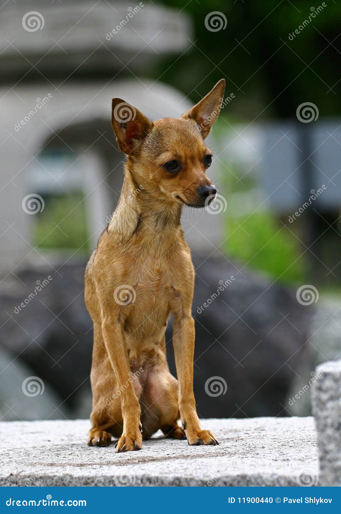 The Russkiy Toy stock photo. Image of ethnicity, brown - 11900440