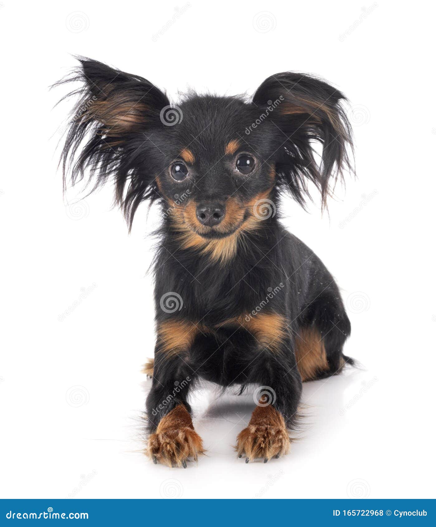 Russkiy Toy Stock Photos - Download 414 Royalty Free Photos