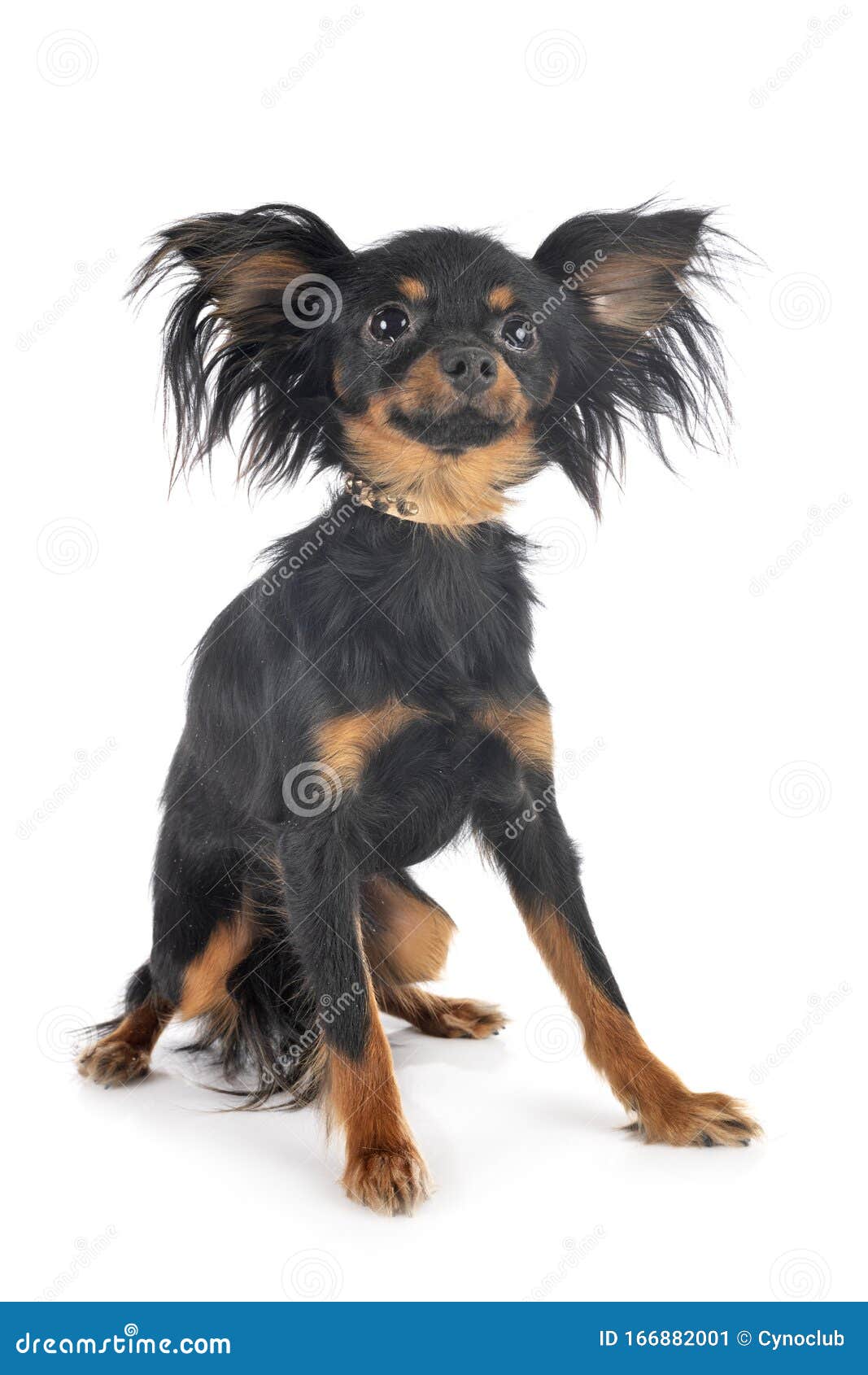 Russkiy Toy in studio stock image. Image of russian - 166882001