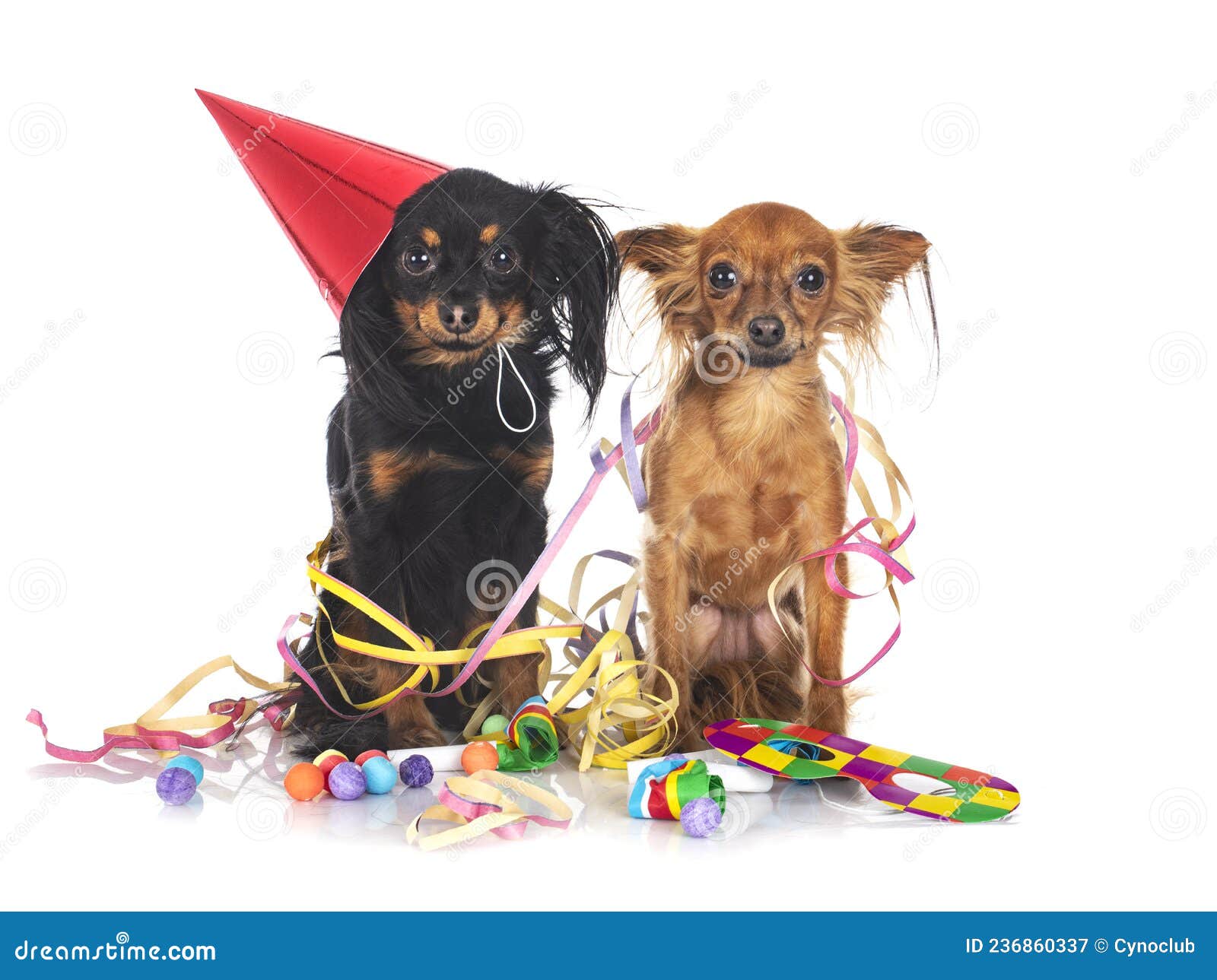 Russkiy Toy in studio stock image. Image of young, female - 236860337