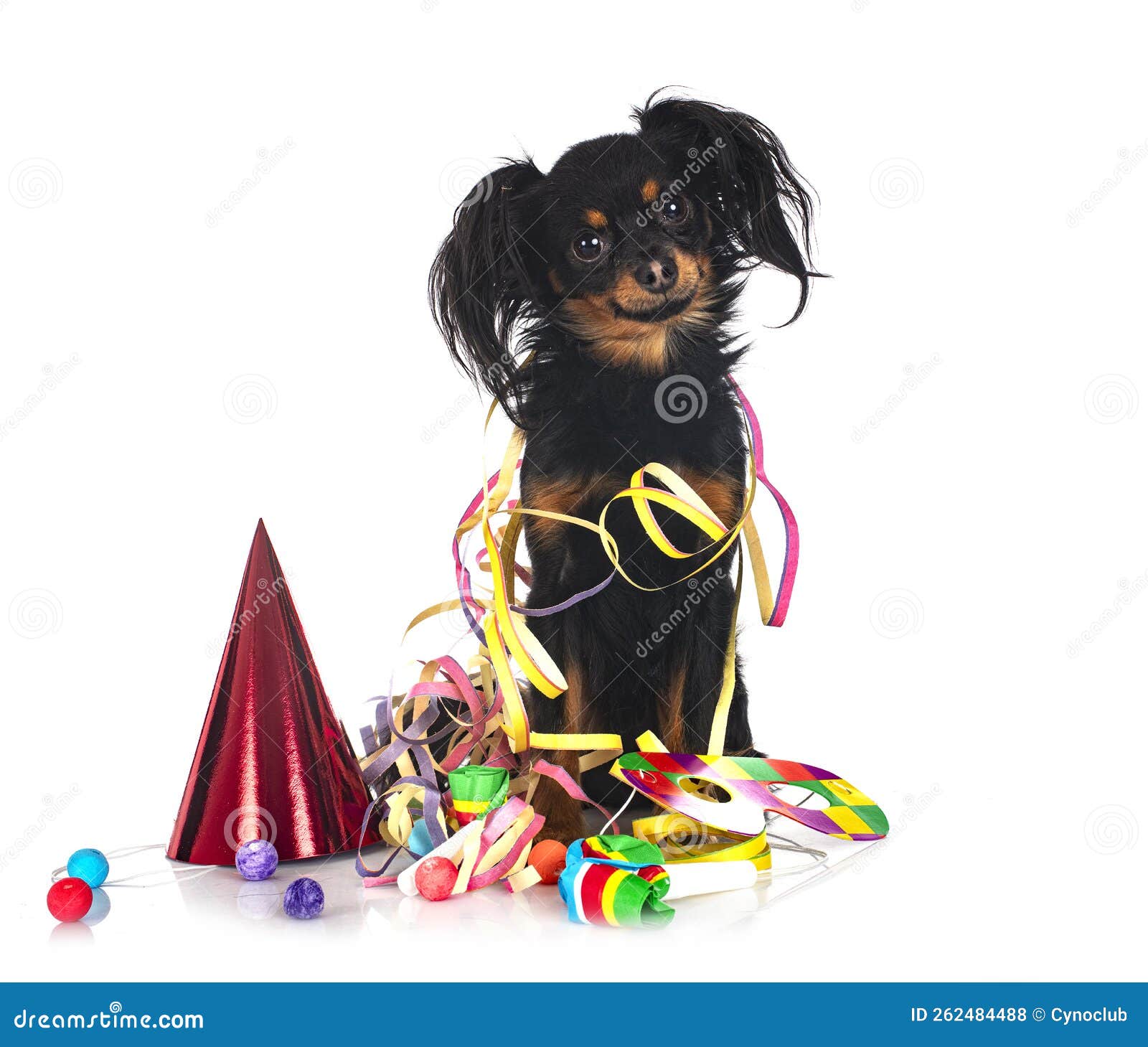 Russkiy Toy in studio stock photo. Image of birthday - 262484488