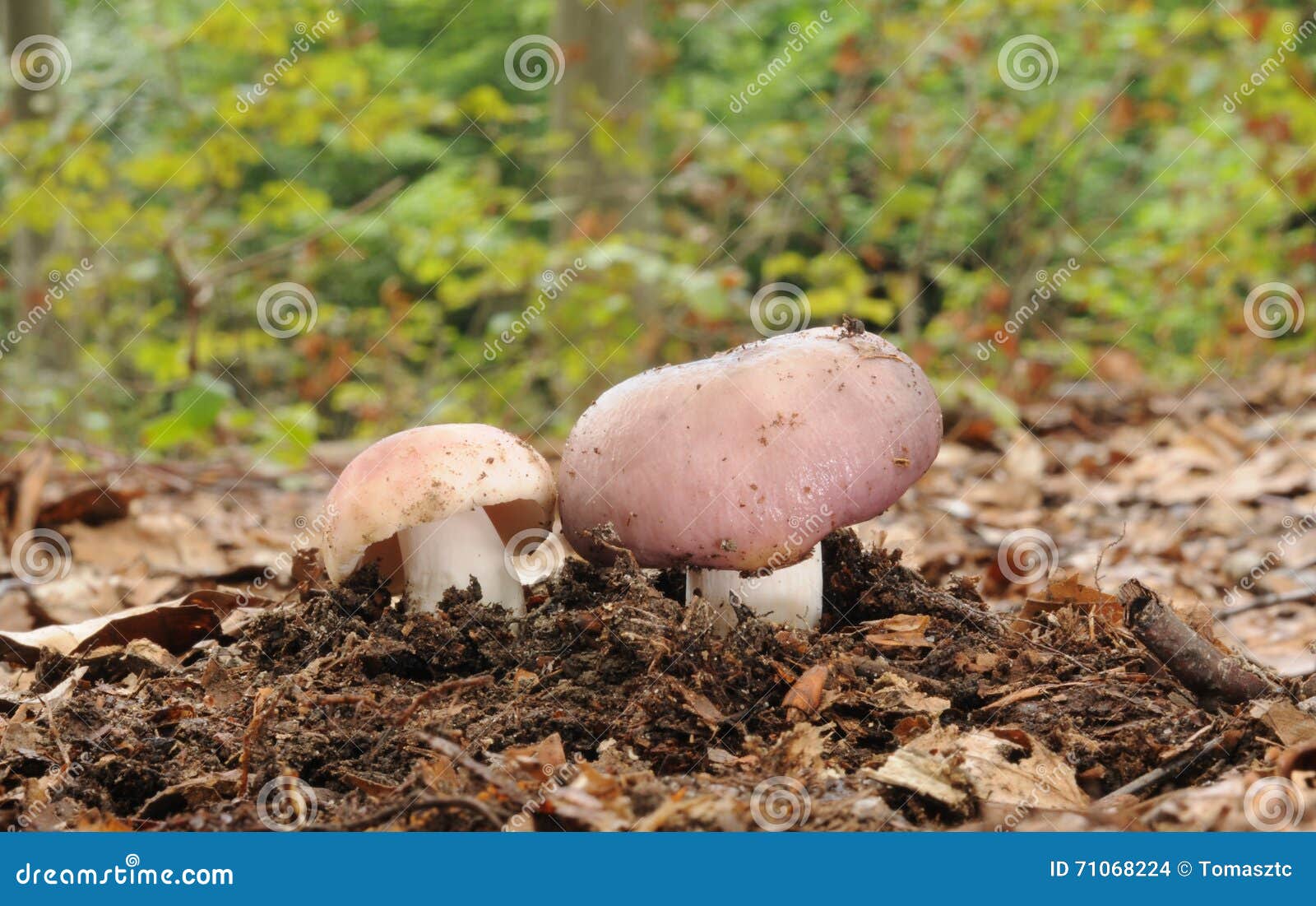 Russula azurea mushroom stock photo. Image of macro, grow - 71068224