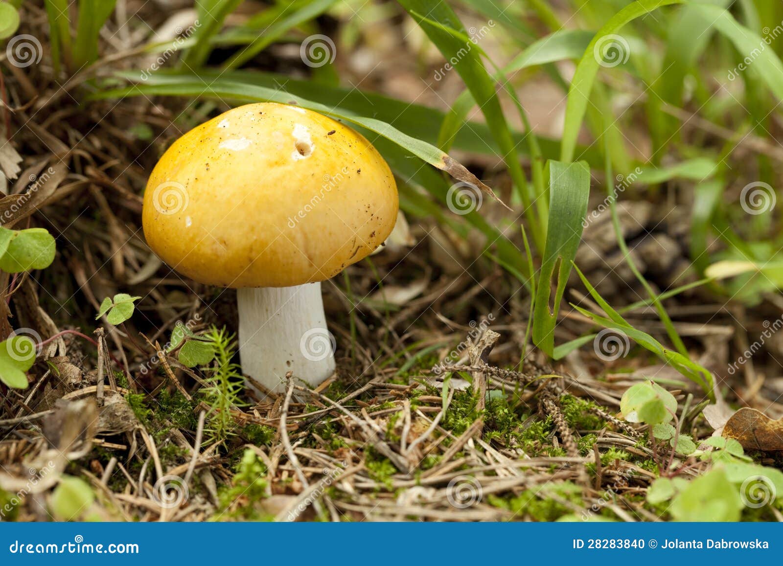 Russula Claroflava In Autumn Forest In Belarus, Commonly Known As The ...
