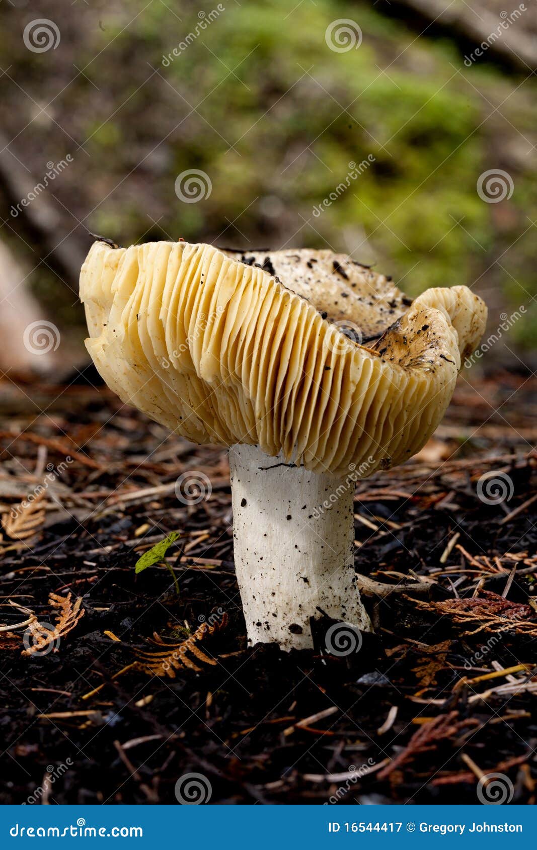Russula mushroom. stock image. Image of stem, closeup - 16544417