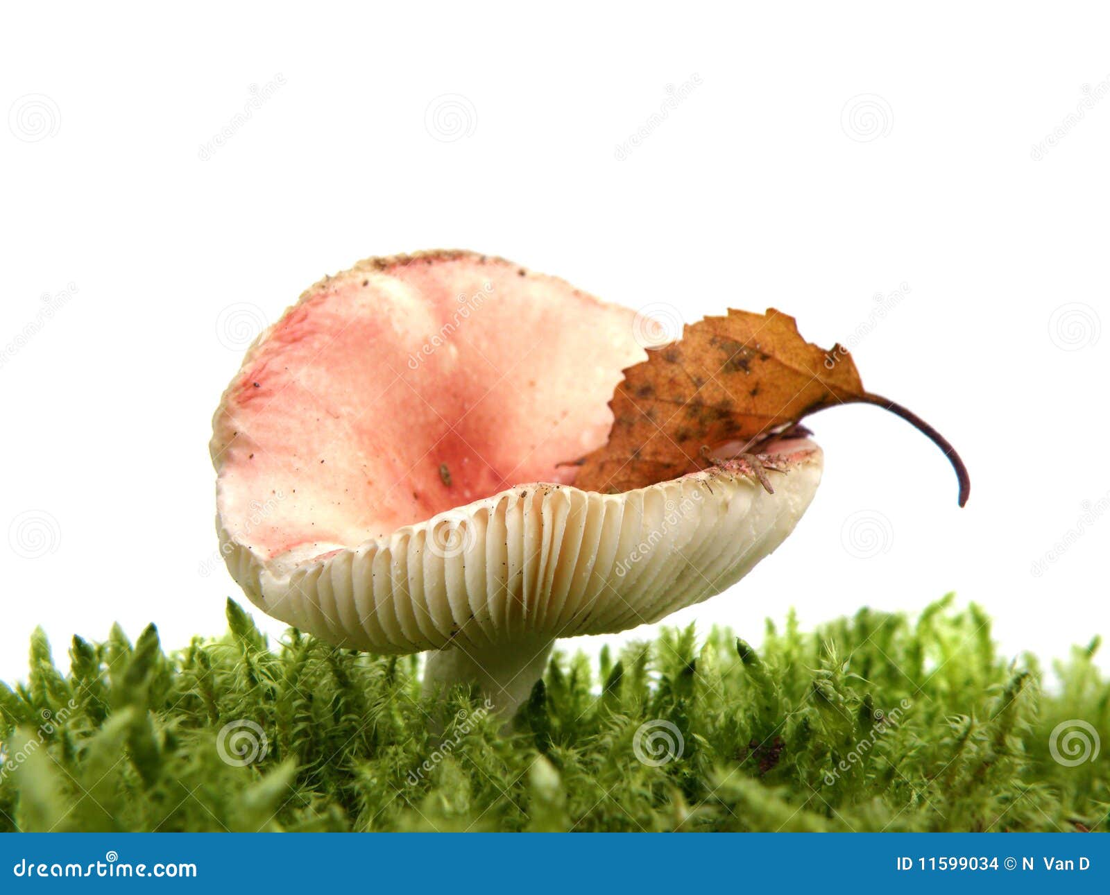 Russula Mushroom in Moss Isolated on W Stock Photo - Image of pink ...