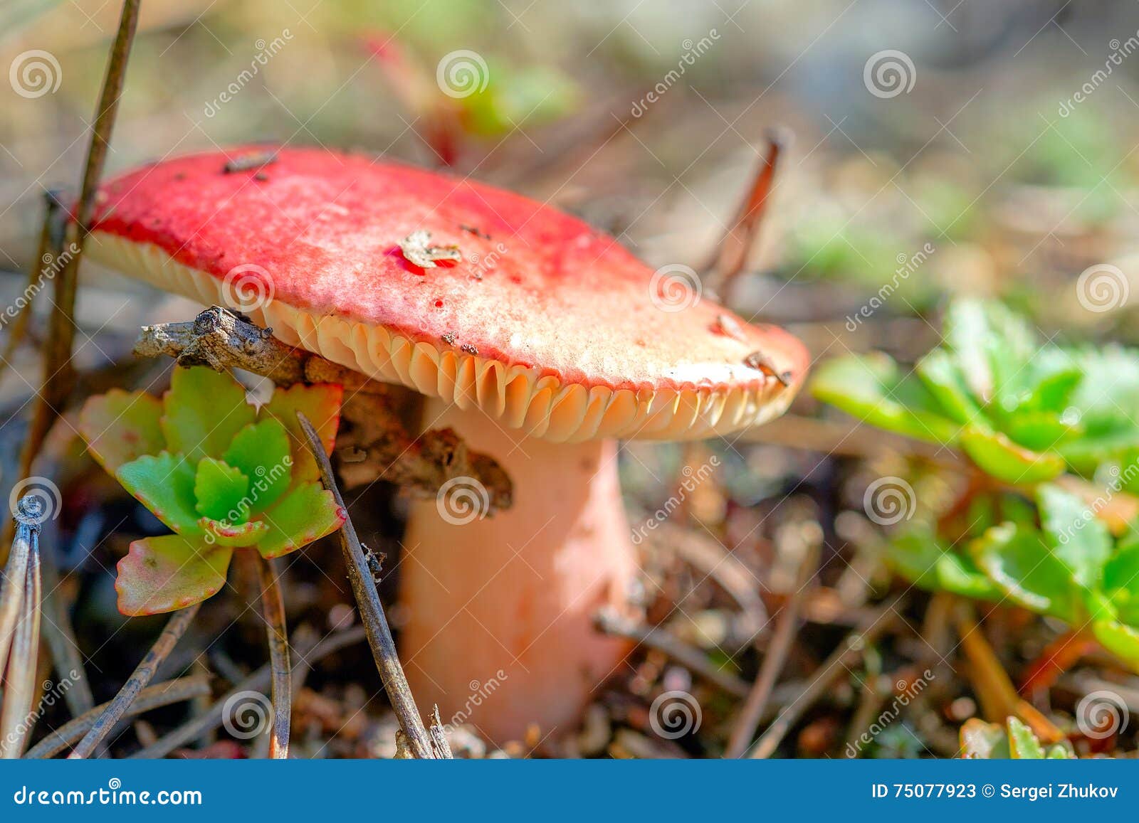Russula Mushroom with a Red Cap in the Coniferous Forest. Stock Image ...
