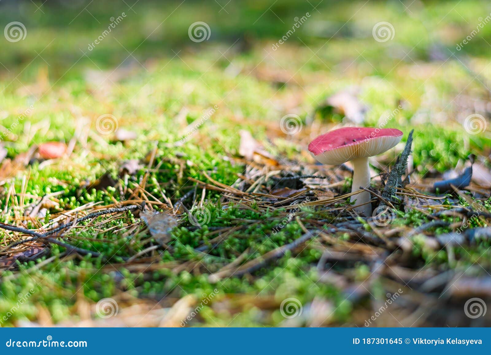 Russula Pink Grows in a Forest in the Moss. Nature Background Stock ...