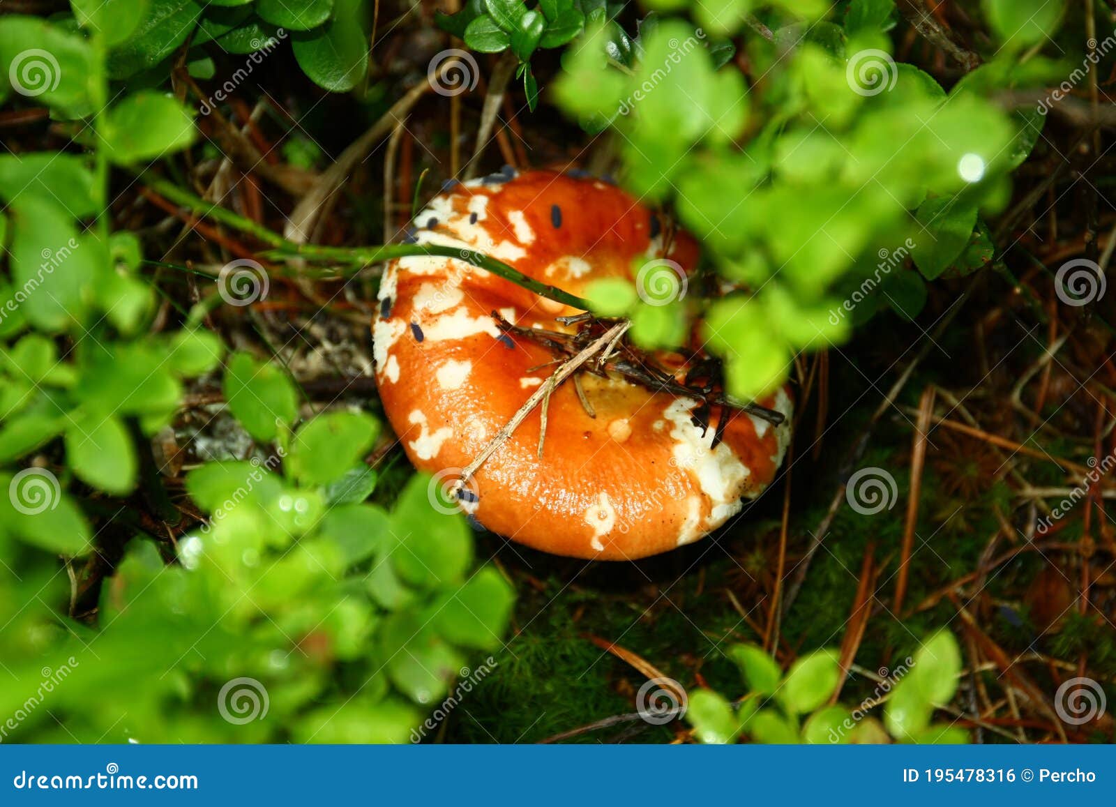 Russula vesca stock photo. Image of picking, delicacy - 195478316