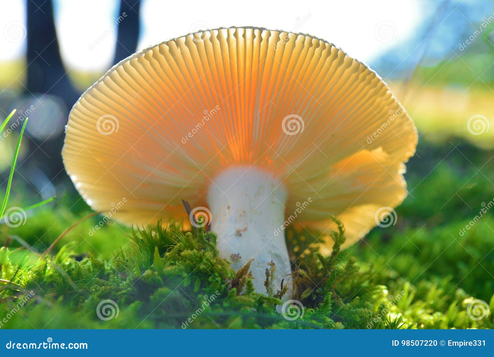 Russula virescens mushroom stock photo. Image of russula - 98507220