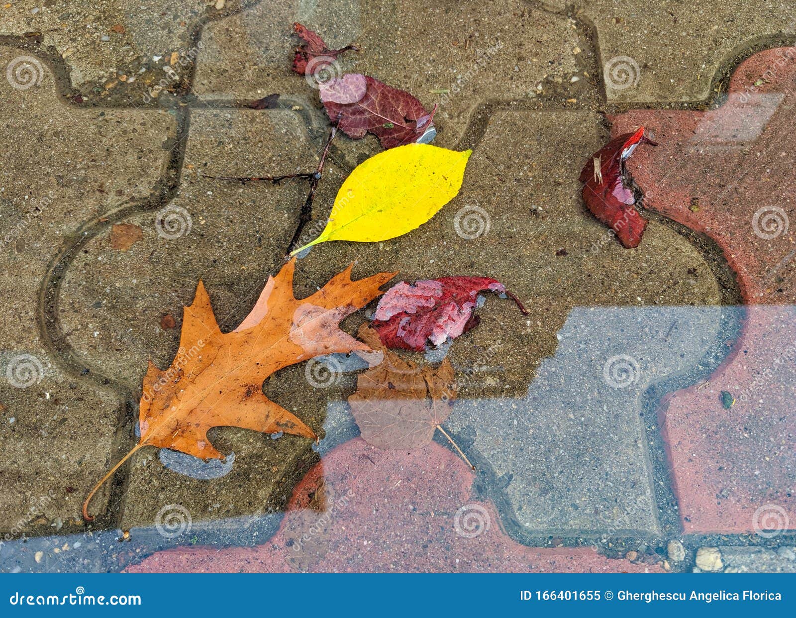 Rust Autumn Leaf Autumn in a Puddle on the Sidewalk Stock Image - Image ...