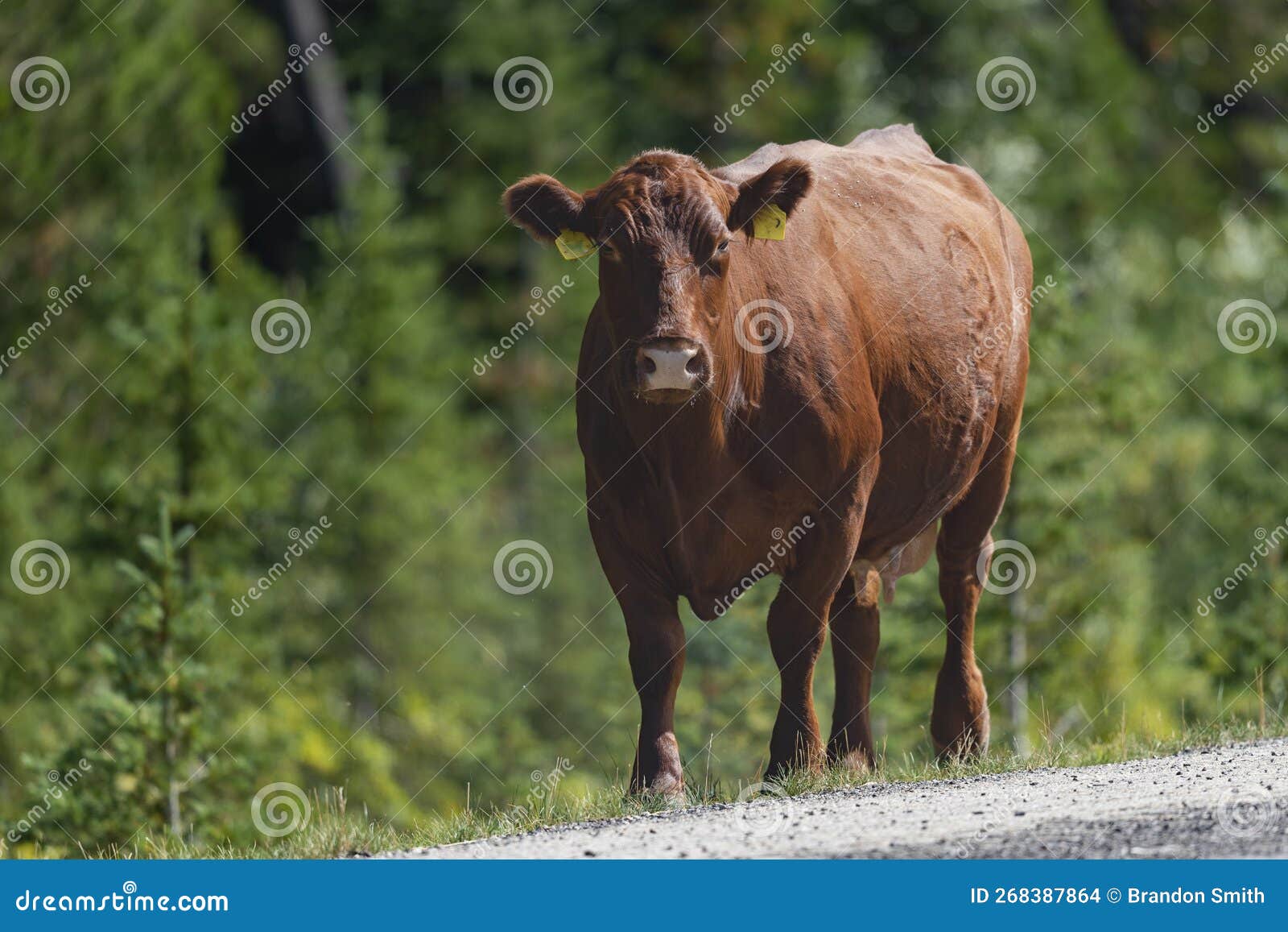 Rust Brown Cow stock photo. Image of cows, mammal, summer - 268387864