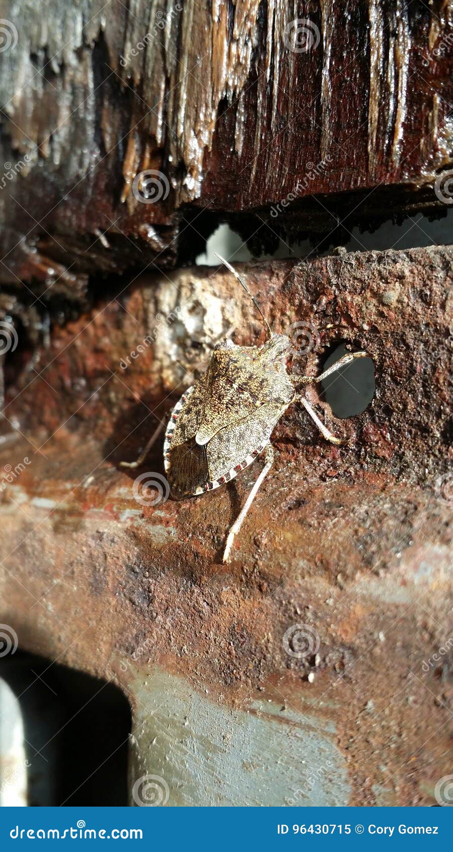 Rust and bug stock image. Image of rust, washington, macro - 96430715