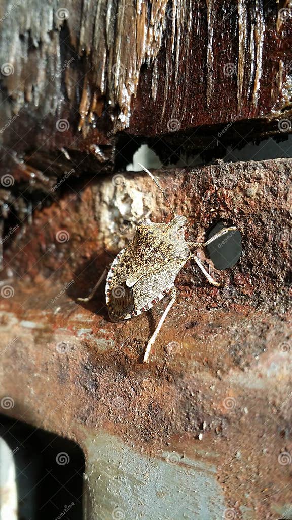 Rust and bug stock image. Image of rust, washington, macro - 96430715