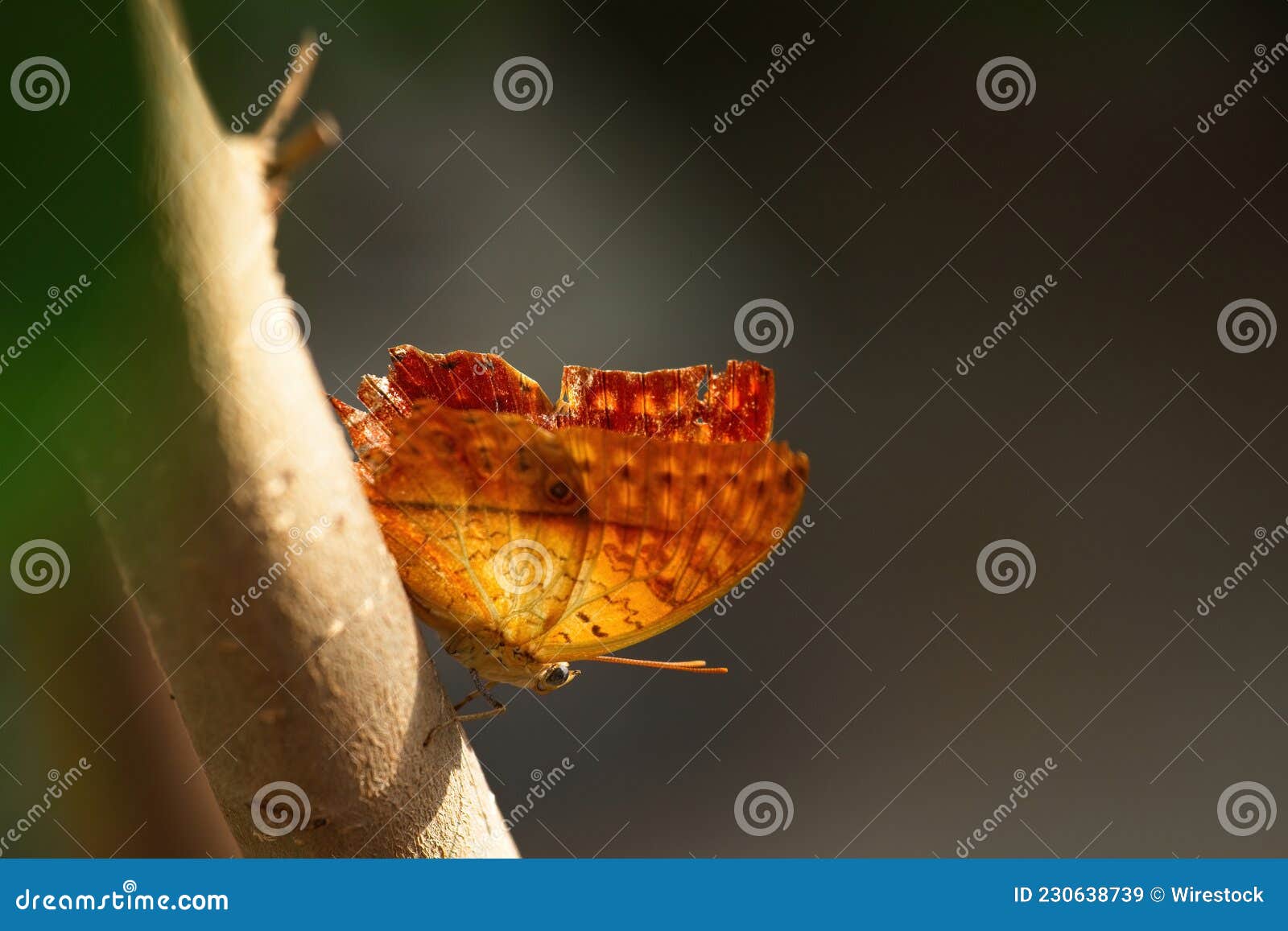 Rust Colored Butterfly on Branch Stock Image - Image of insect, angle ...