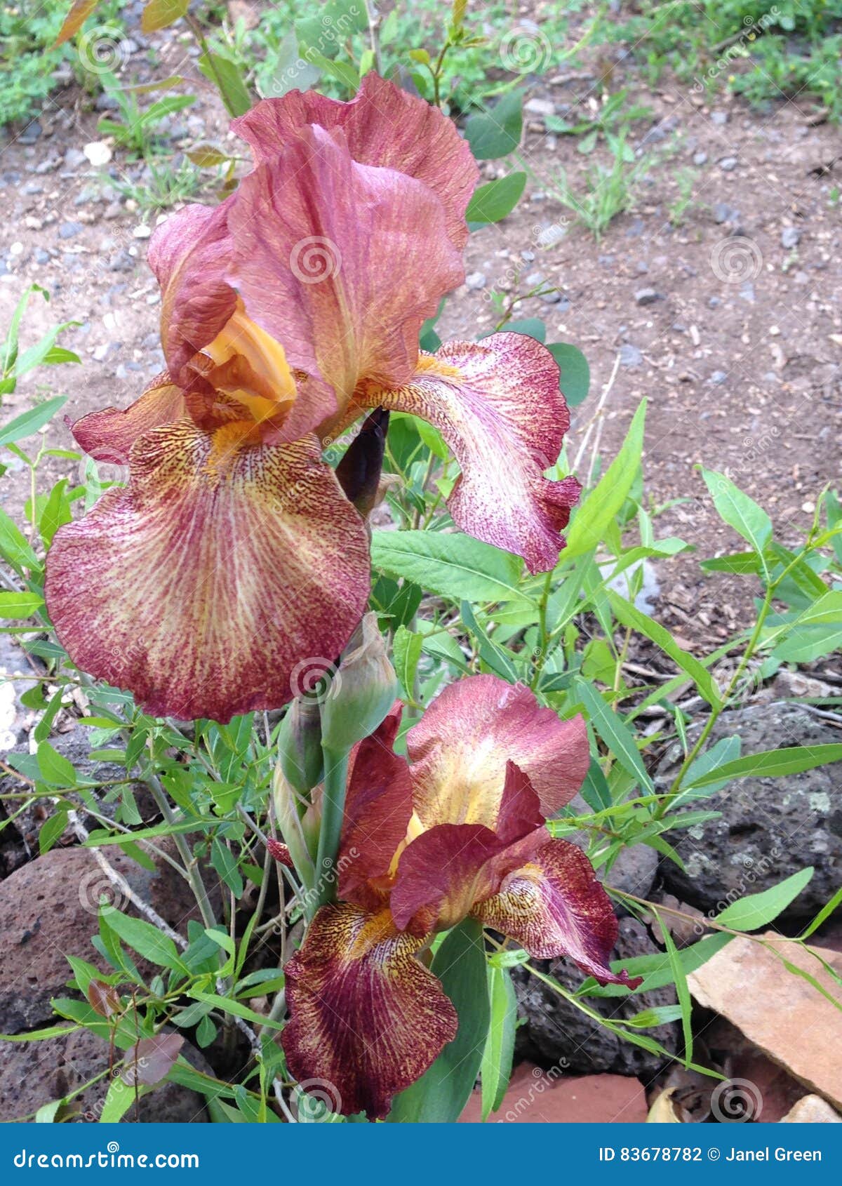 Rust Colored Iris stock photo. Image of colored, full - 83678782