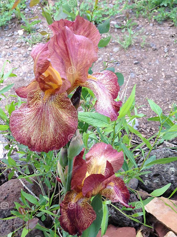 Rust Colored Iris stock photo. Image of colored, full - 83678782