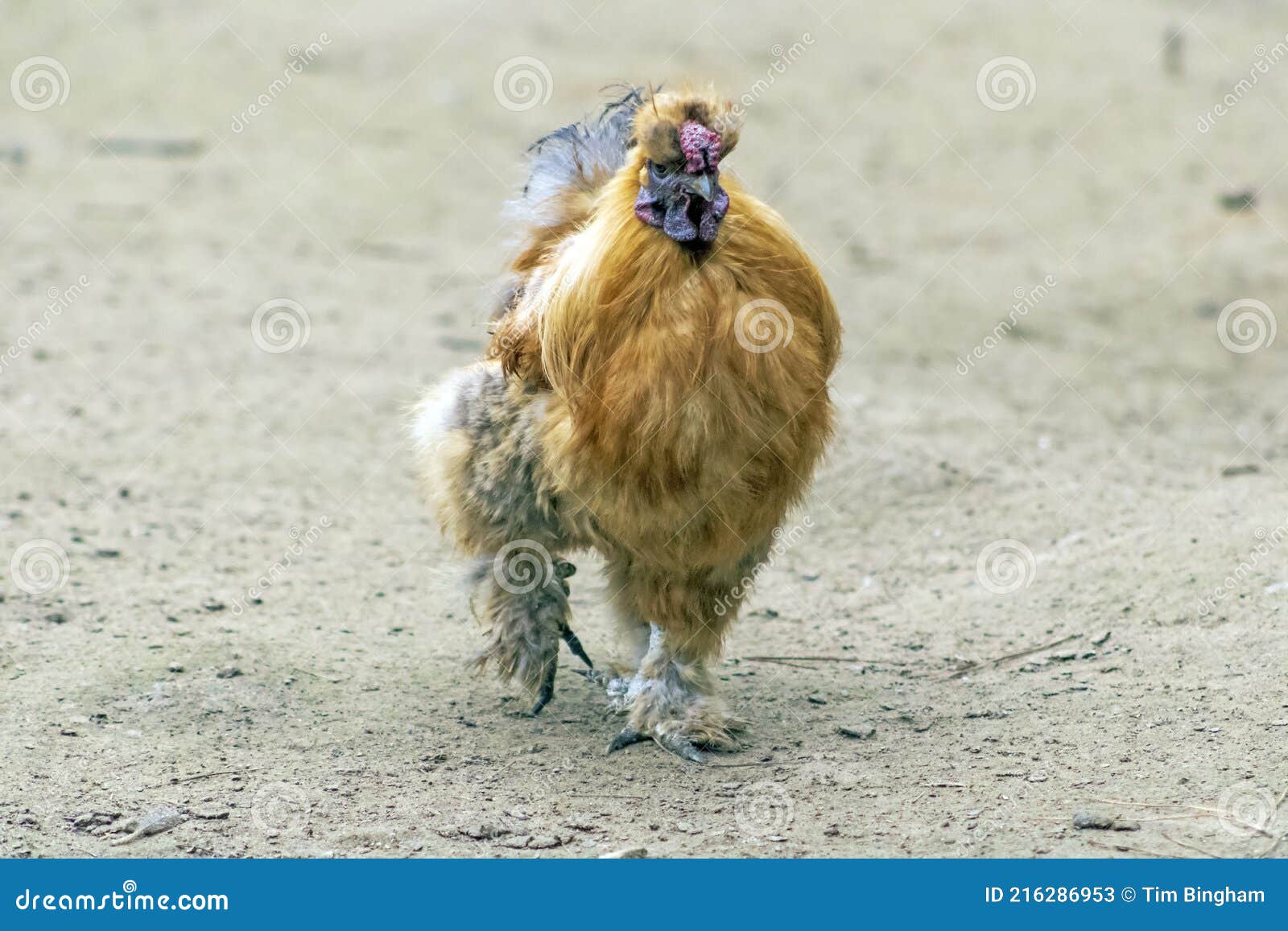 Rust Colored Silkie Rooster Stock Image - Image of bird, tame: 216286953
