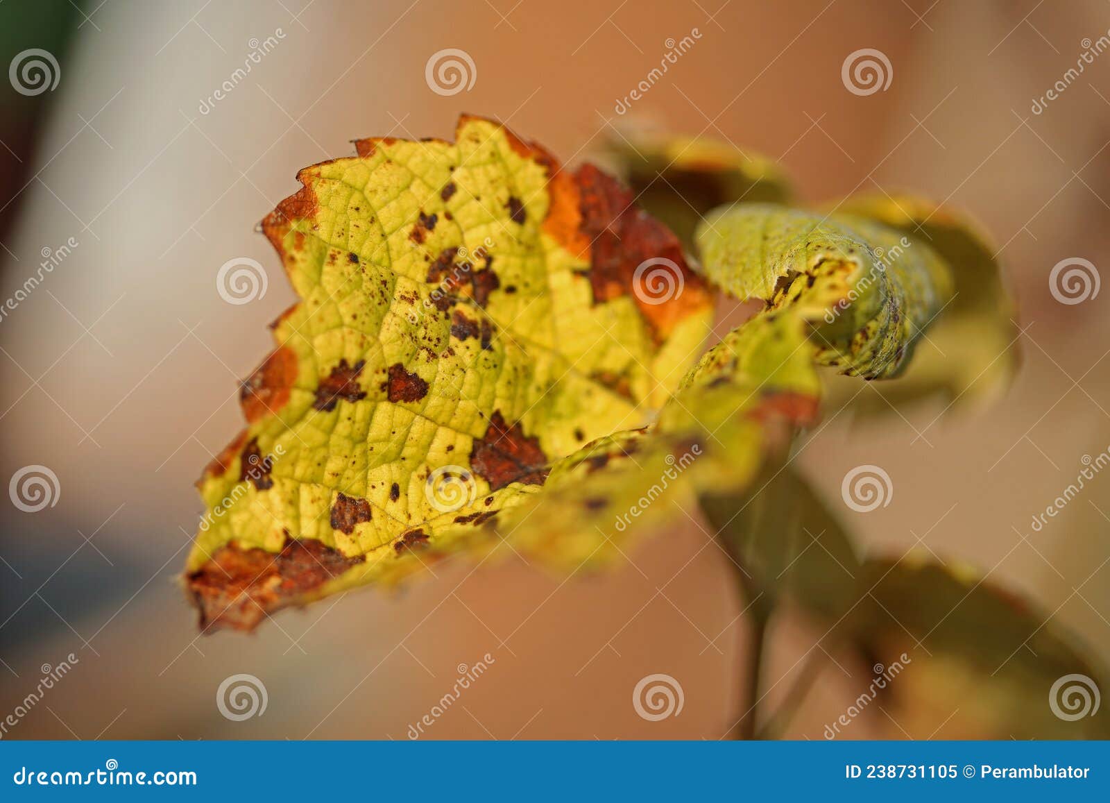 RUST COLORED SPOTS on a YELLOWING GRAPE LEAF Stock Image - Image of ...