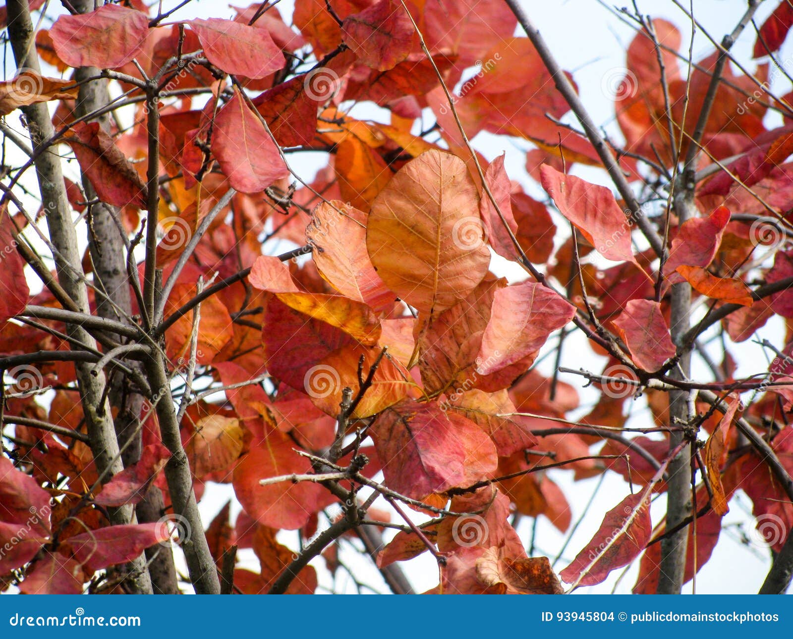 Rust Colored Tree Leaves On Branches Picture. Image: 93945804
