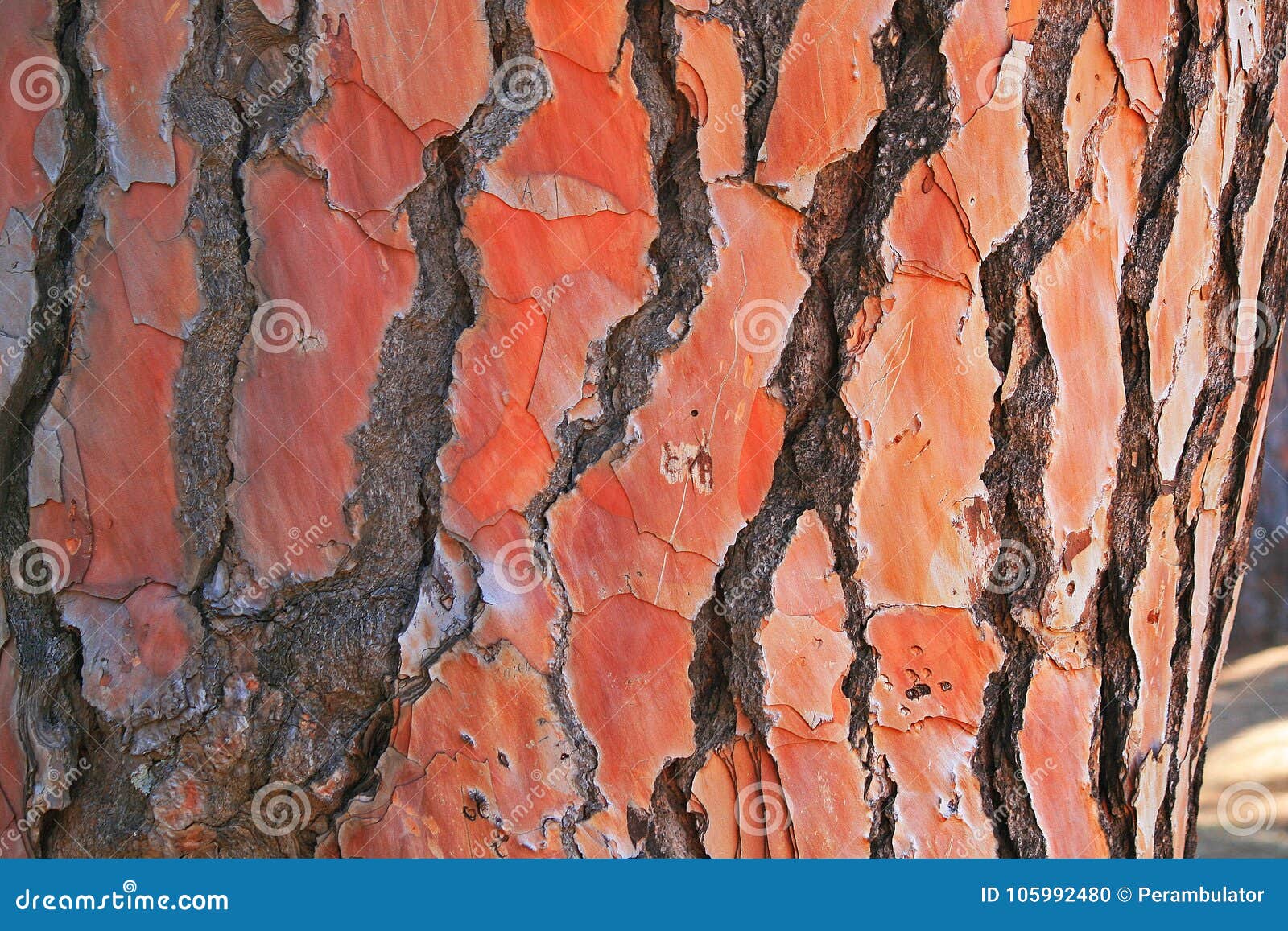 RUST COLOURED BARK of PINE TREE Stock Photo - Image of pattern, bright ...