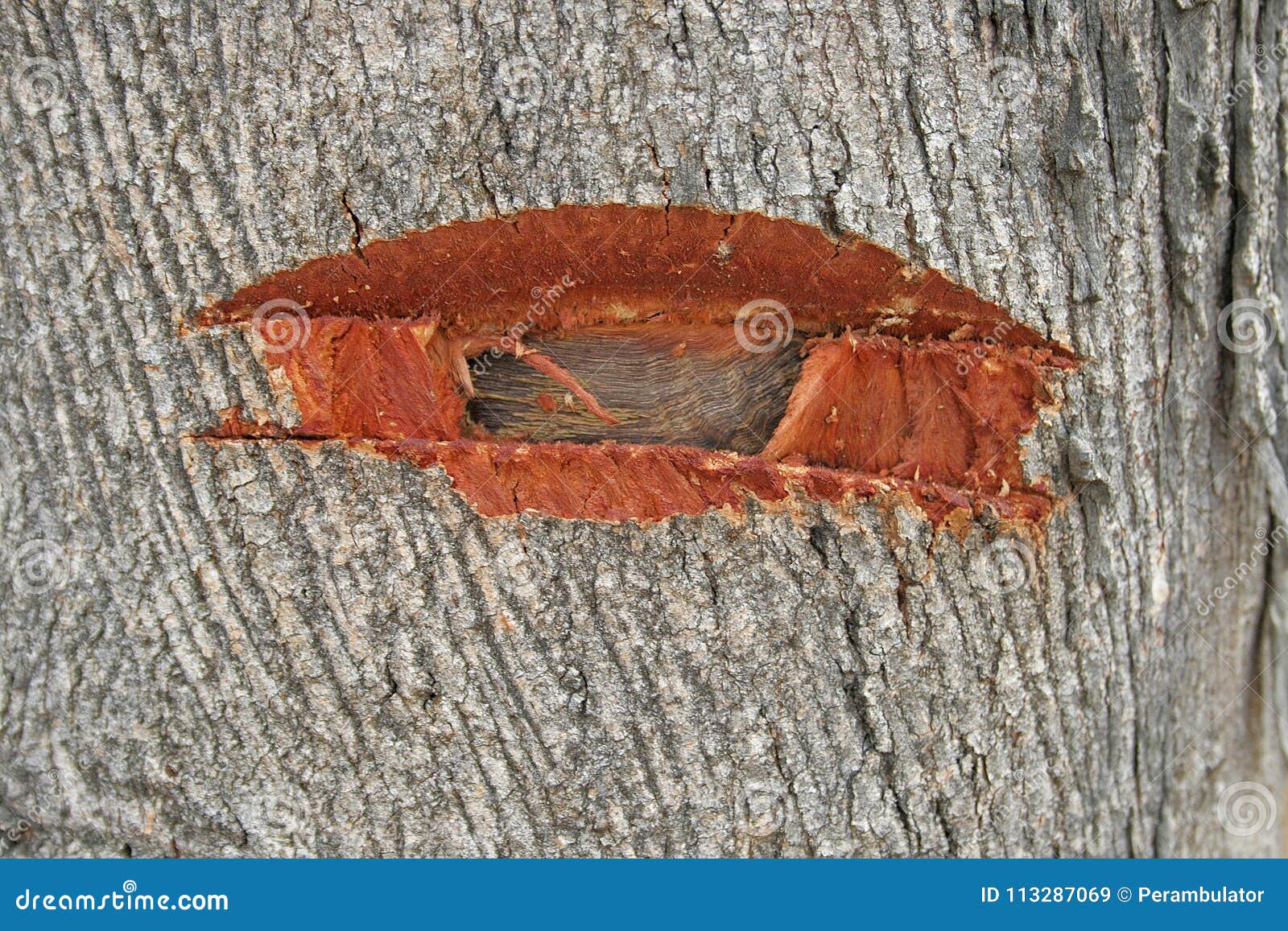 AXE MARKS in BARK of a TREE Stock Image - Image of pattern, tree: 113287069