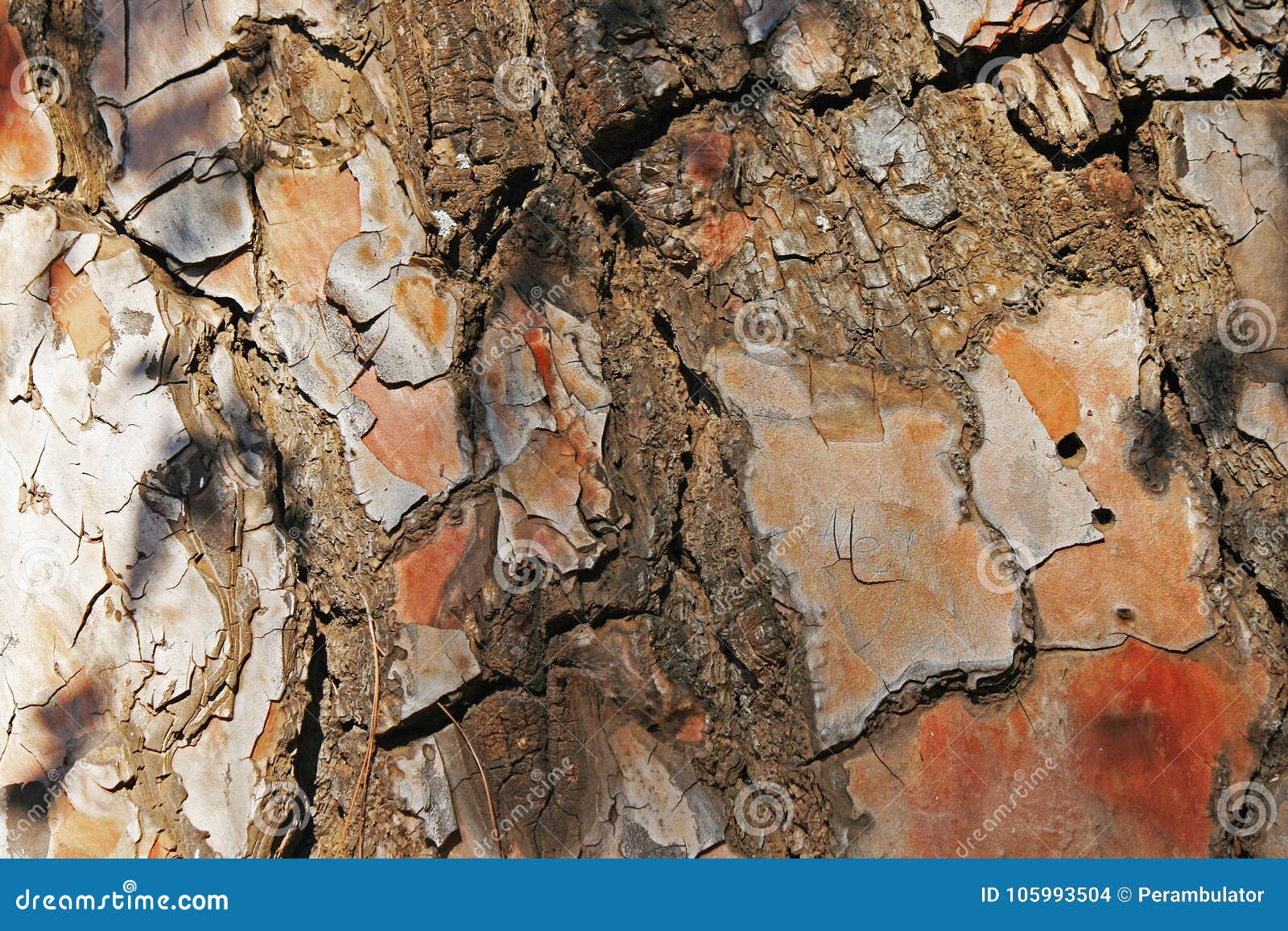 TEXTURED RUST COLOURED BARK of PINE TREE Stock Photo - Image of view ...