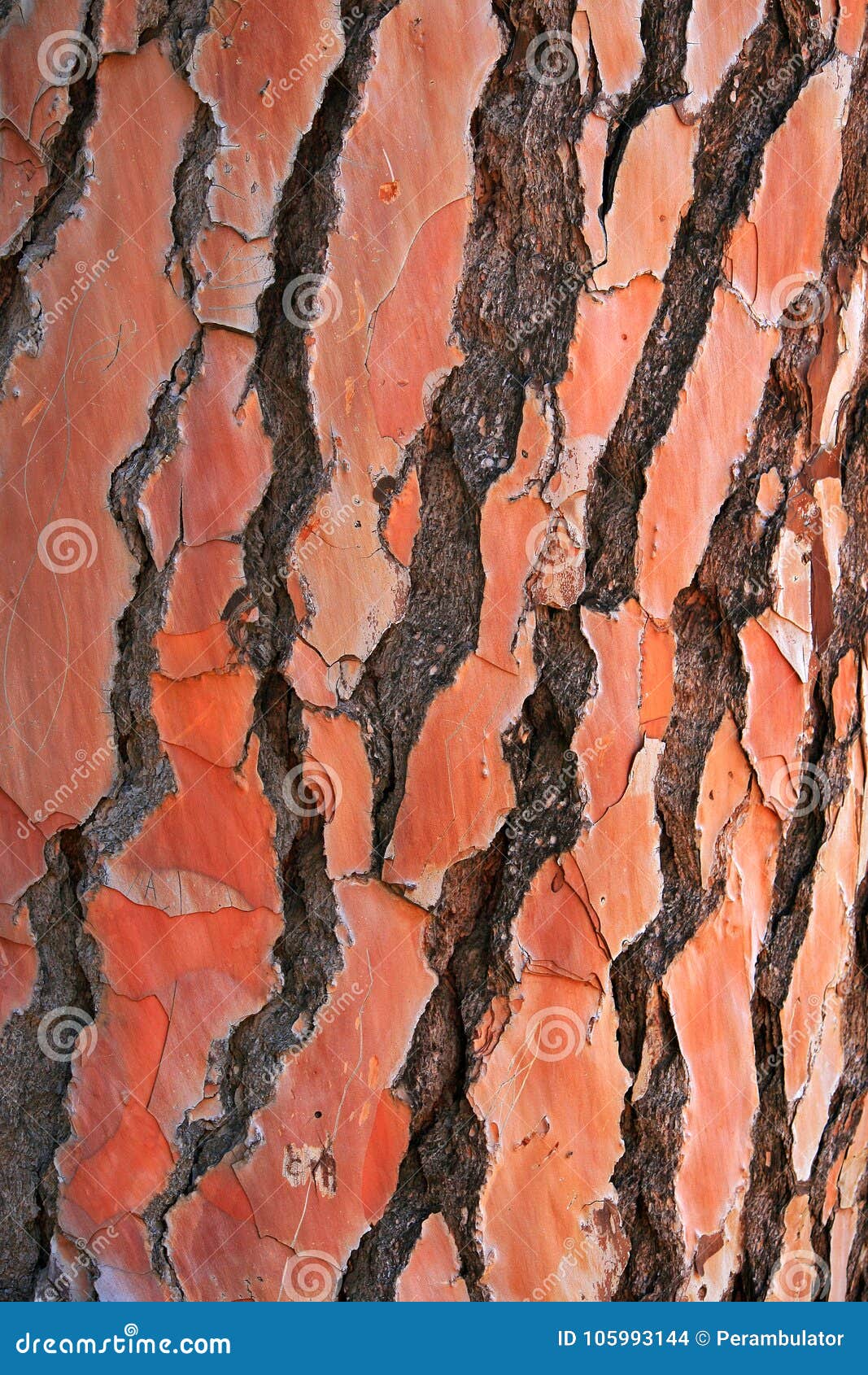 RUST COLOURED SECTIONS on PINE TREE BARK Stock Photo - Image of grooves ...