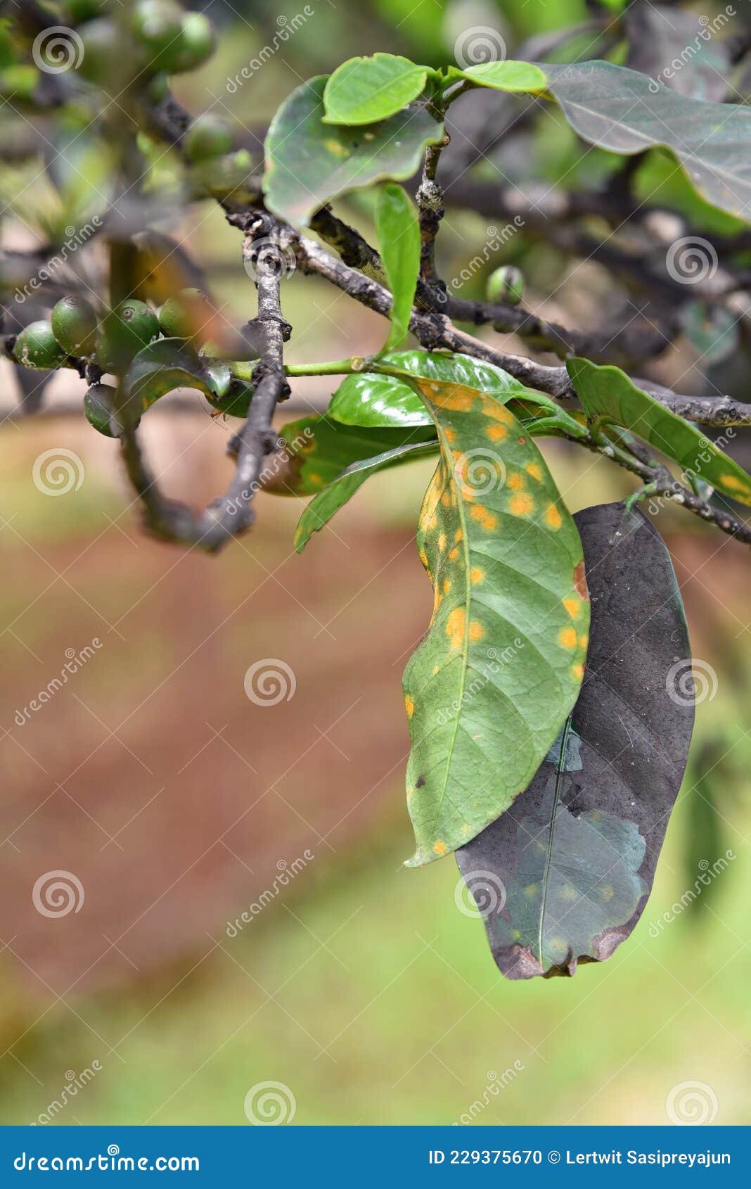 Rust Disease on Coffee Leaf from Fungus Stock Photo - Image of flora ...