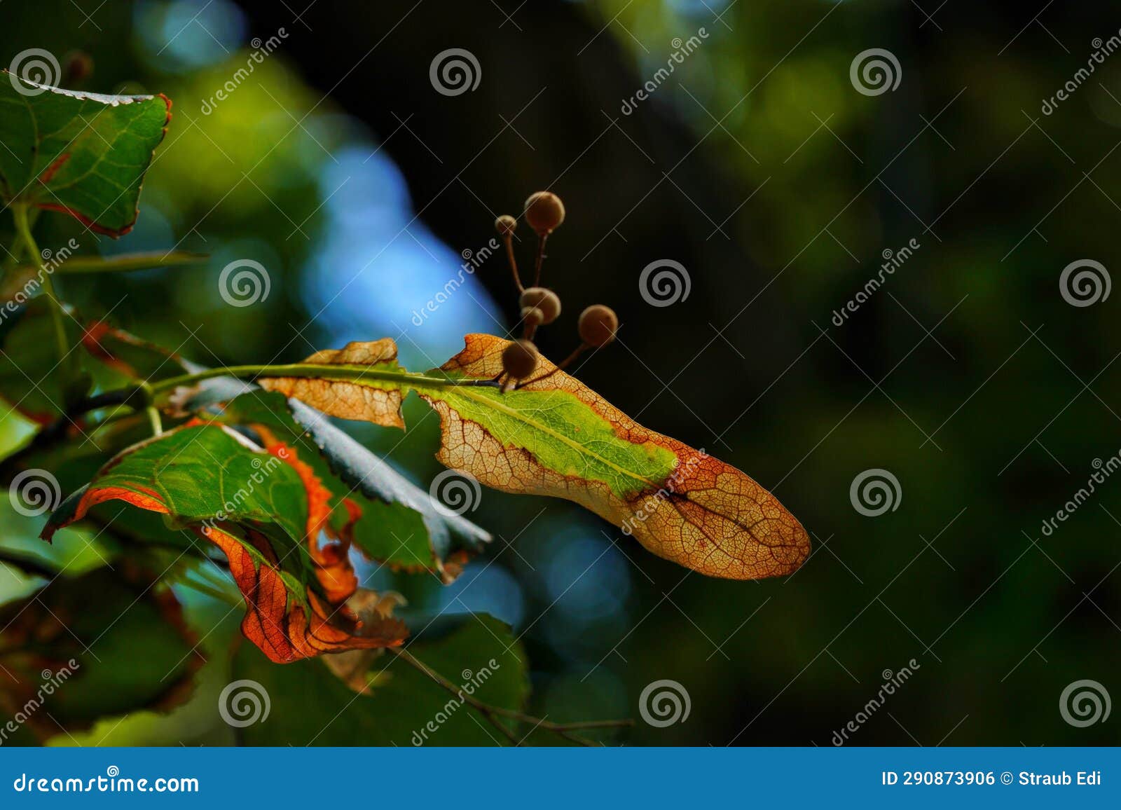 Rust - Fungal Plant Pathogens Stock Photo - Image of park, trees: 290873906