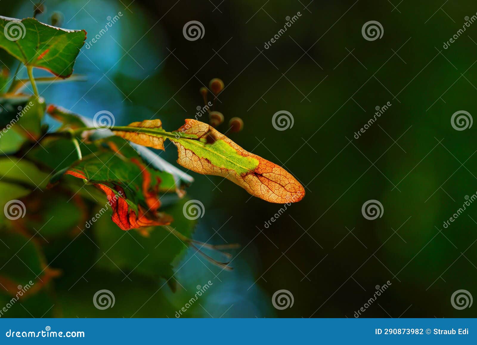 Rust - Fungal Plant Pathogens Stock Photo - Image of pathogens, leaves ...